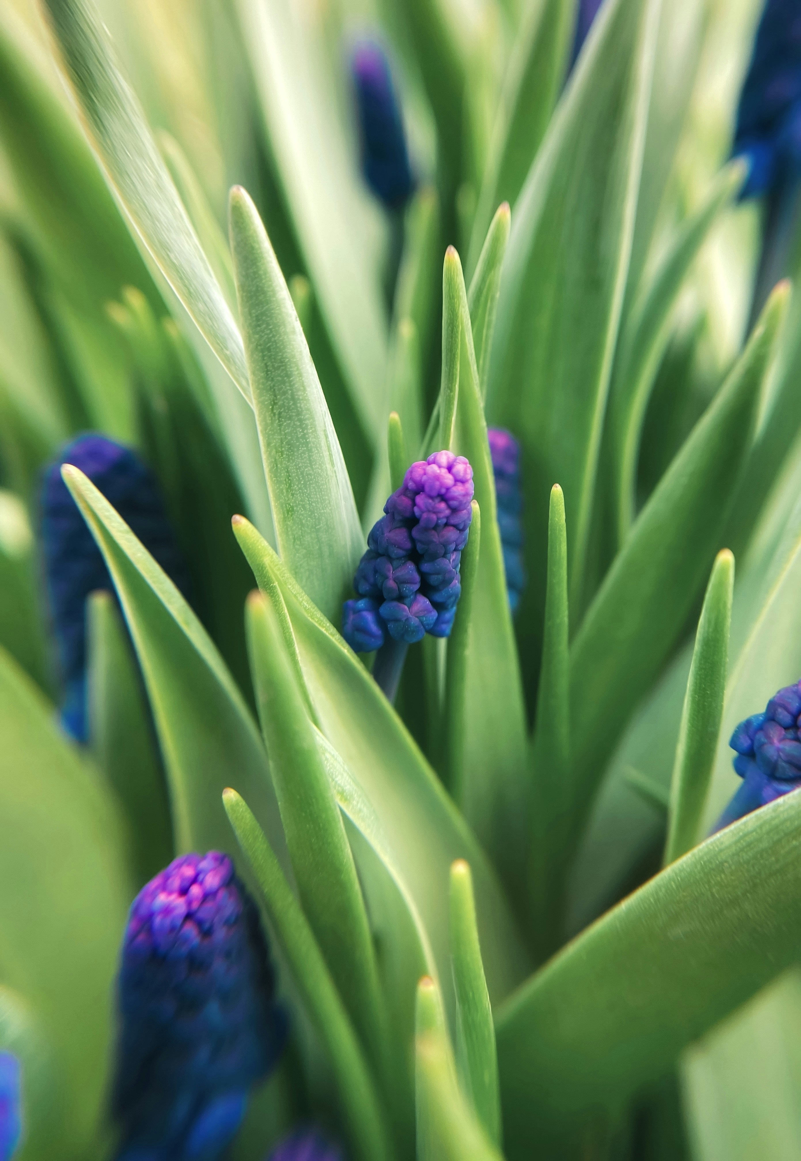 Verdant Focus: Velvet Hyacinth Buds Framed by Spring Foliage