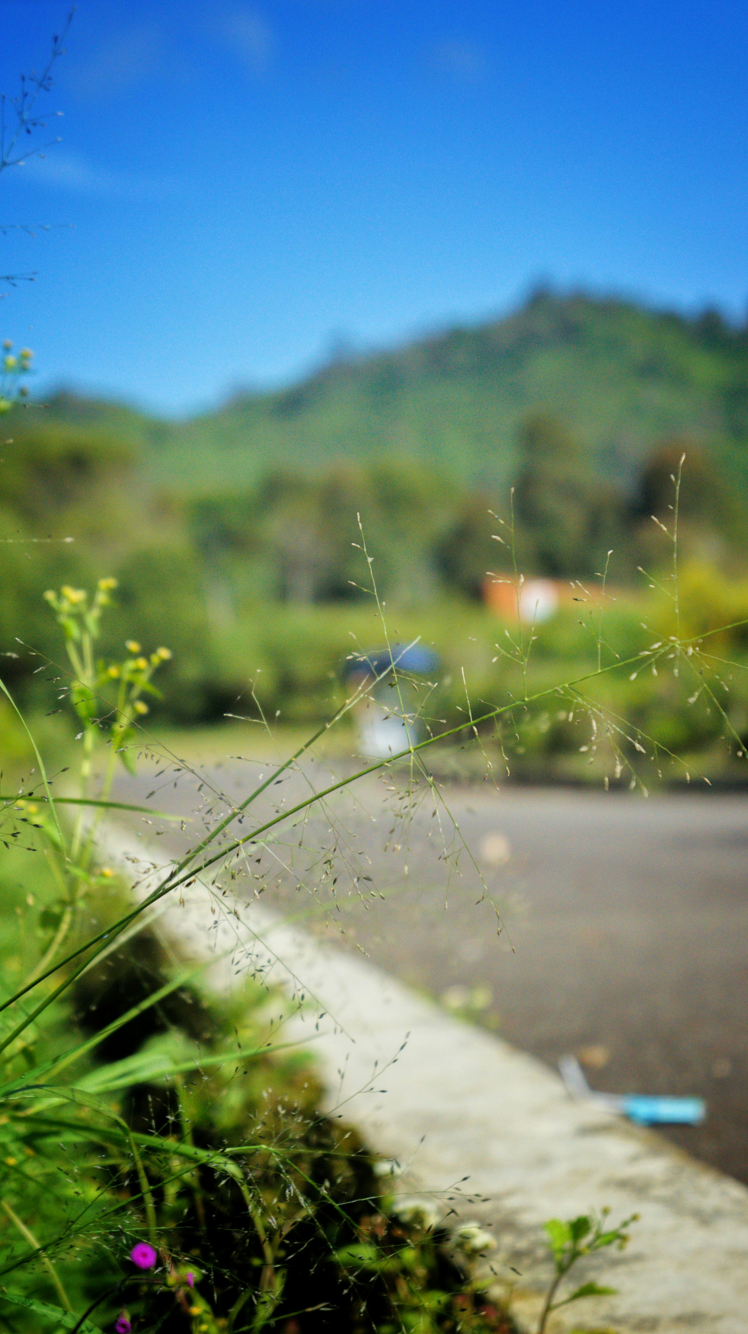 Verge in Focus: Grass Framing a Sunlit Horizon
