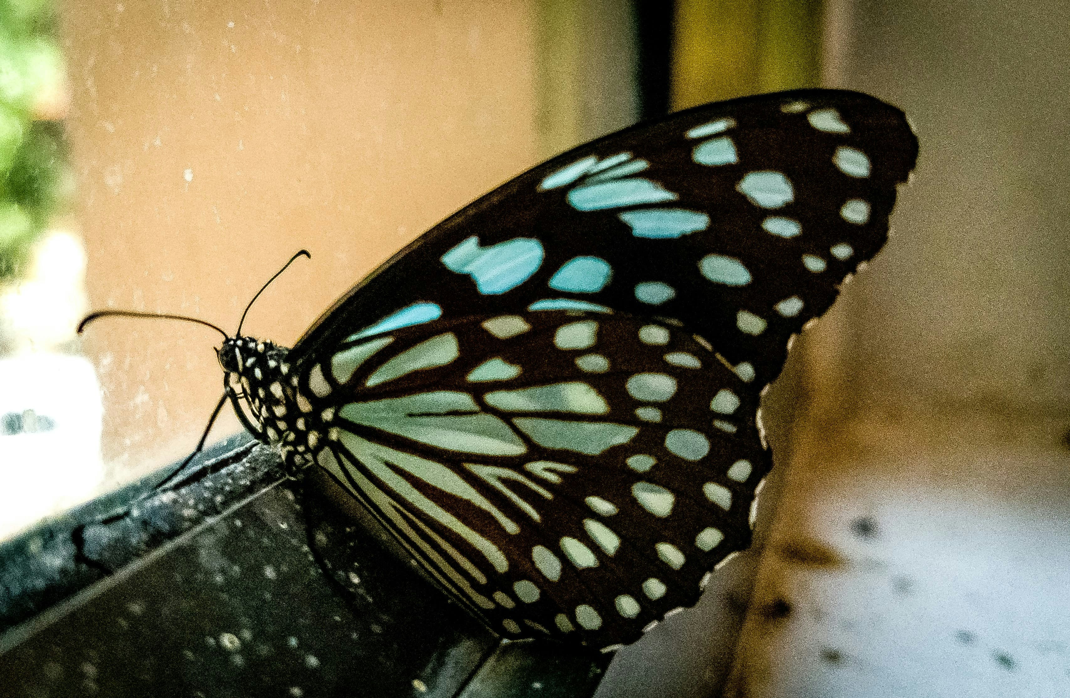A close up of a butterfly on a window sill photo – Free India Image on ...