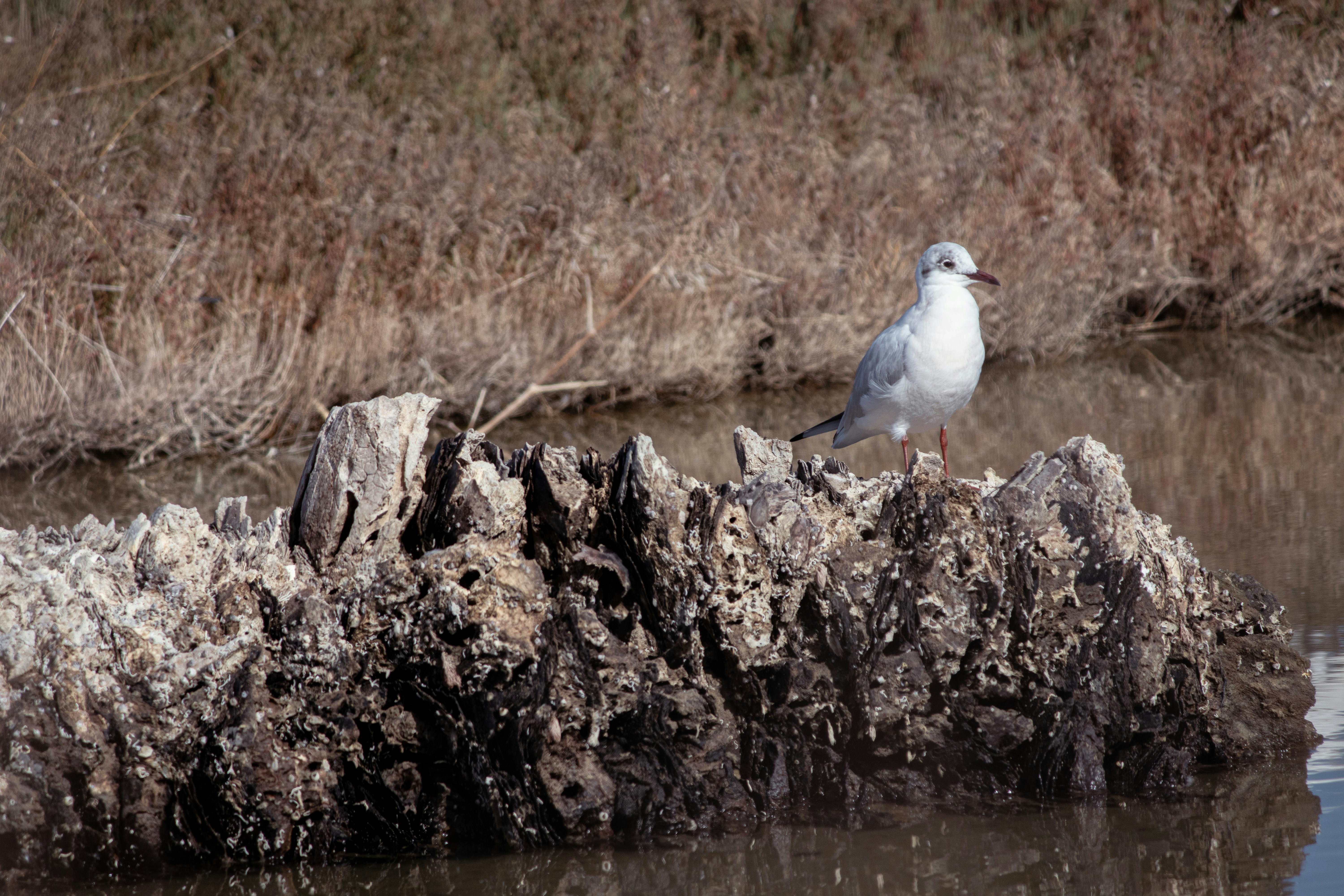 Seagull on a Weathered Breakwater: Quiet Marsh Ashore