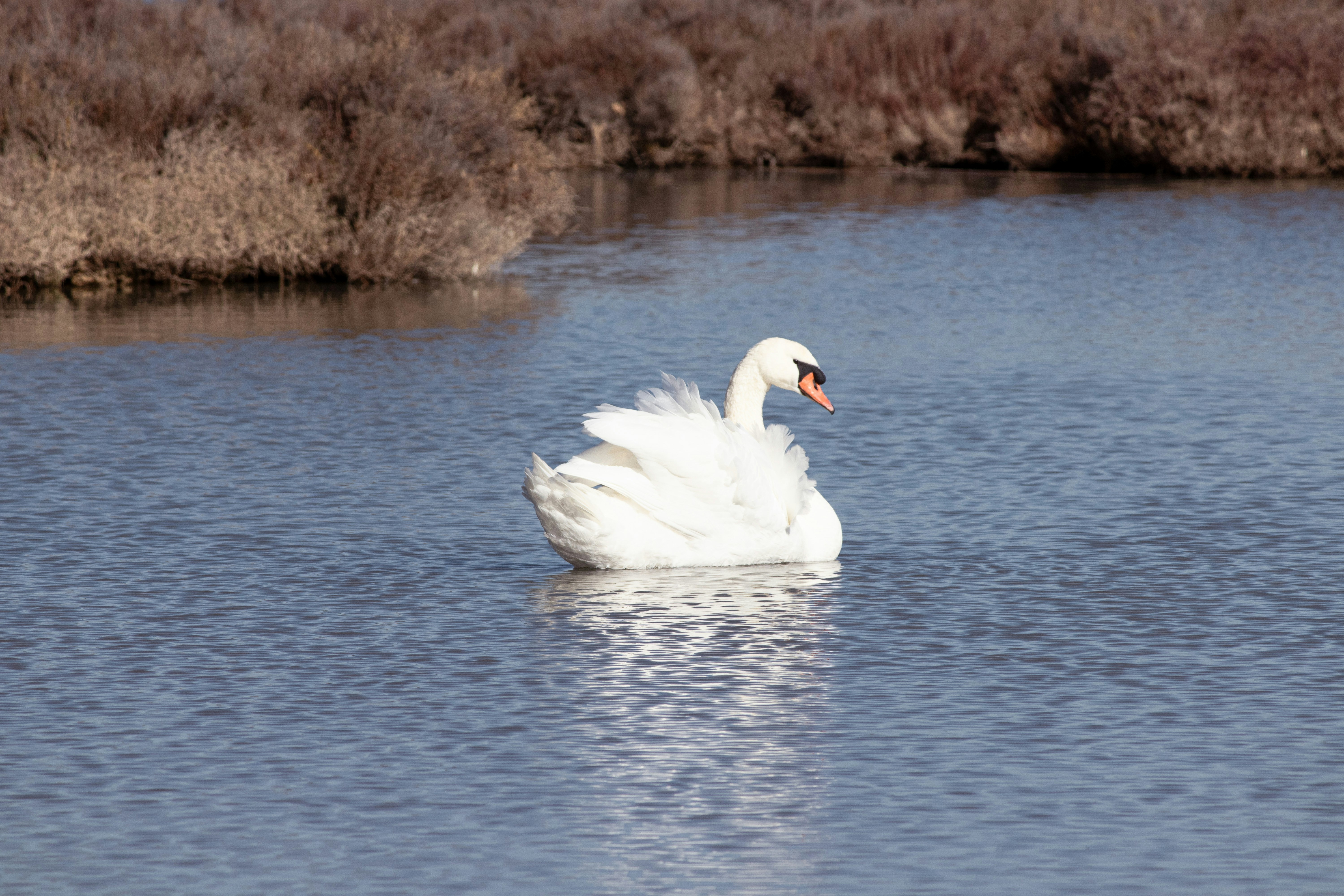 Swan bathing on the Etang du Méjean, near Montpellier, France | a white swan floating on top of a lake