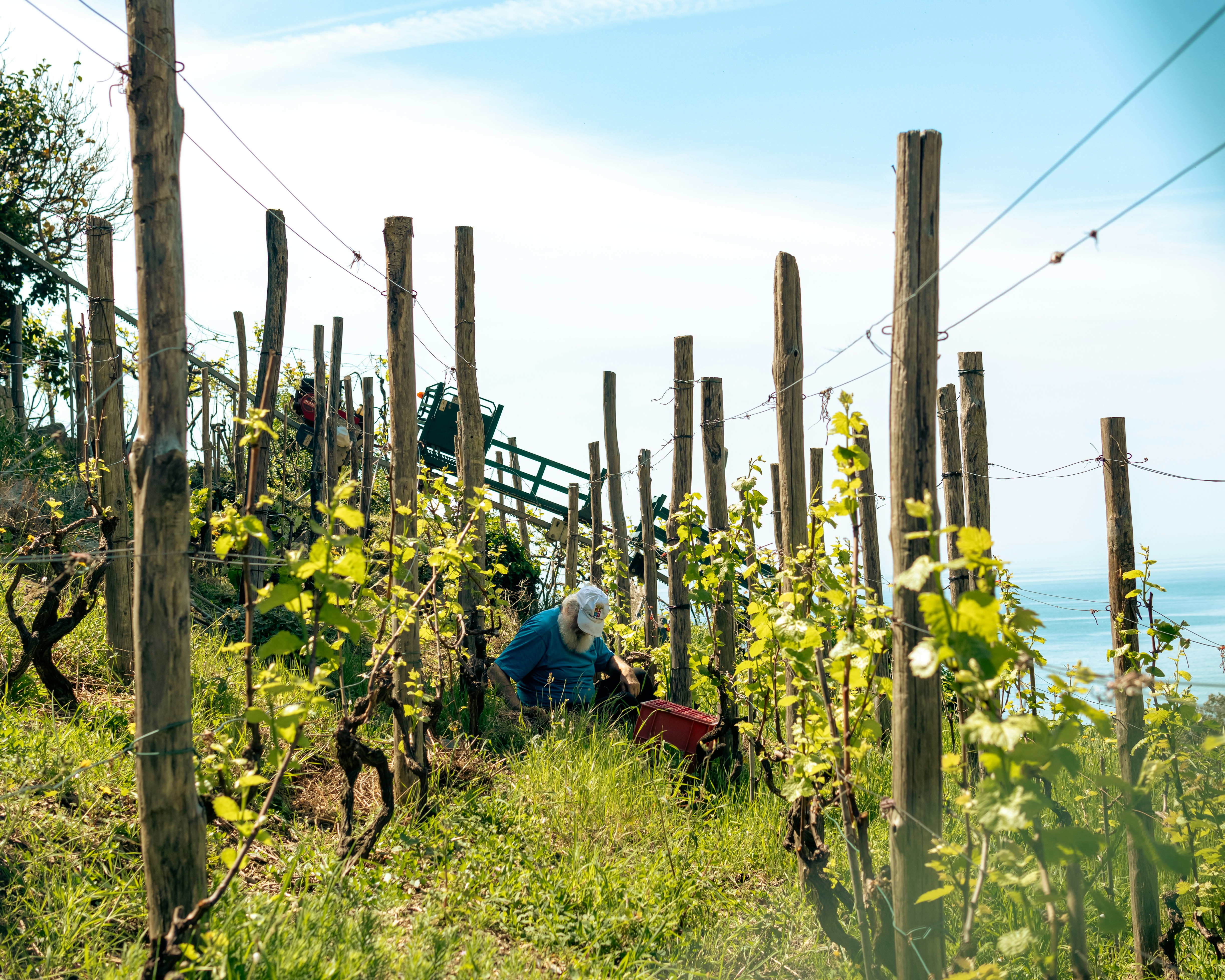Vineyard Steward in the Hillside Rows