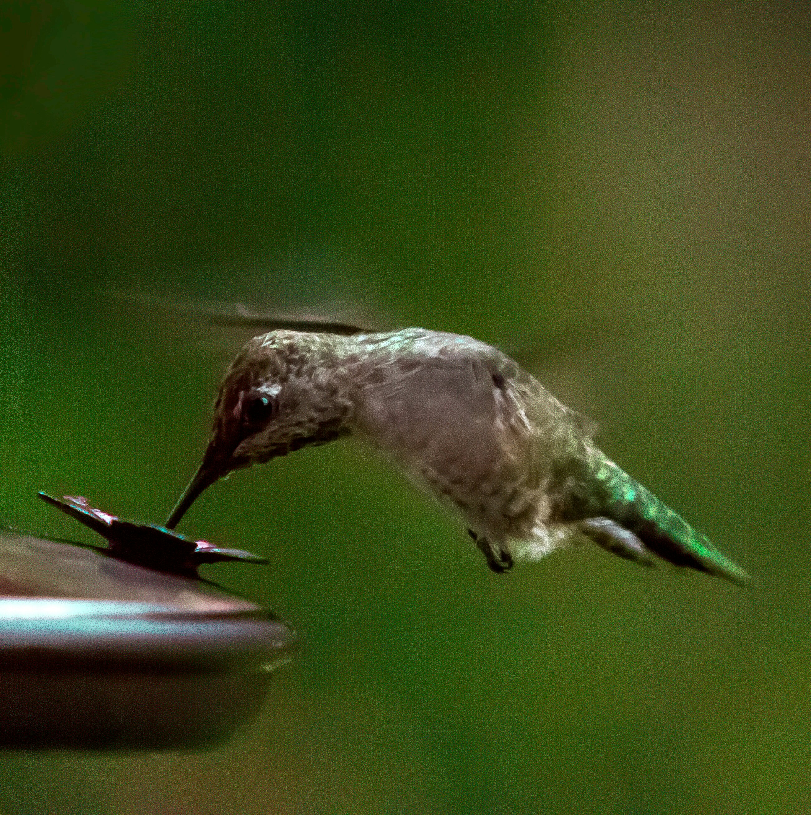Thirsty hummingbird