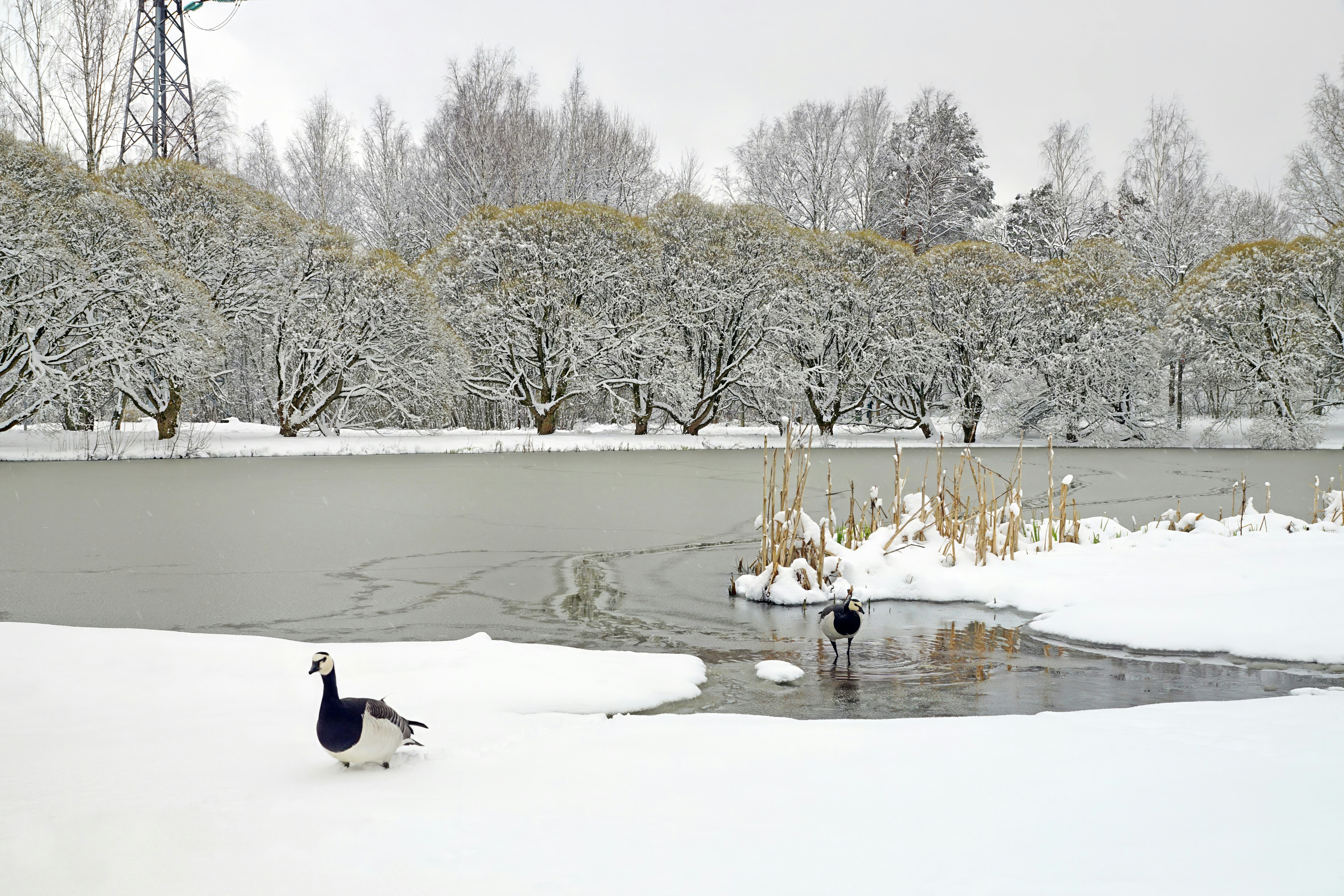 Snowbound Shoreline: Geese at the Quiet Lake