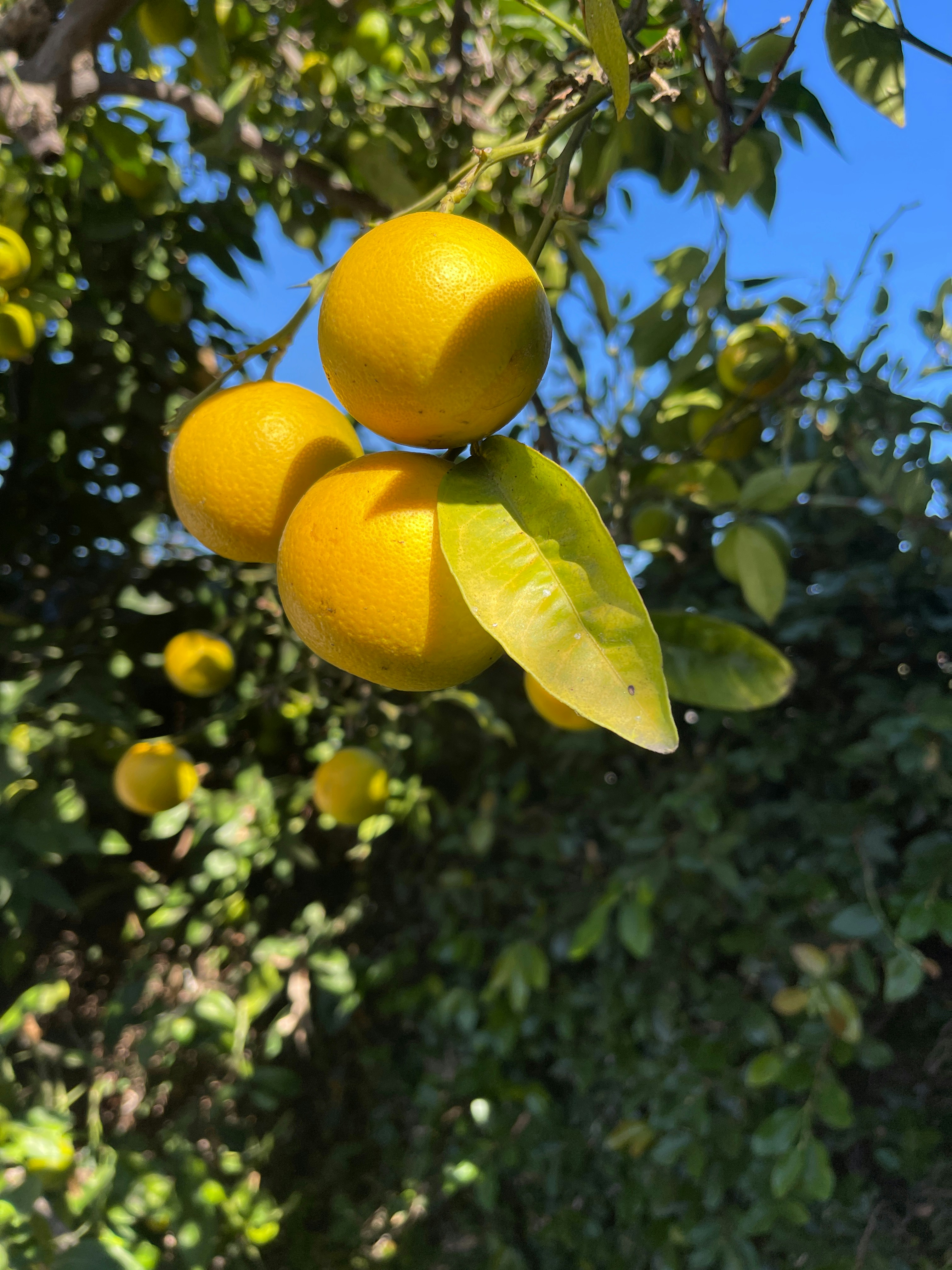 Sunlit Oranges Amid Verdant Foliage