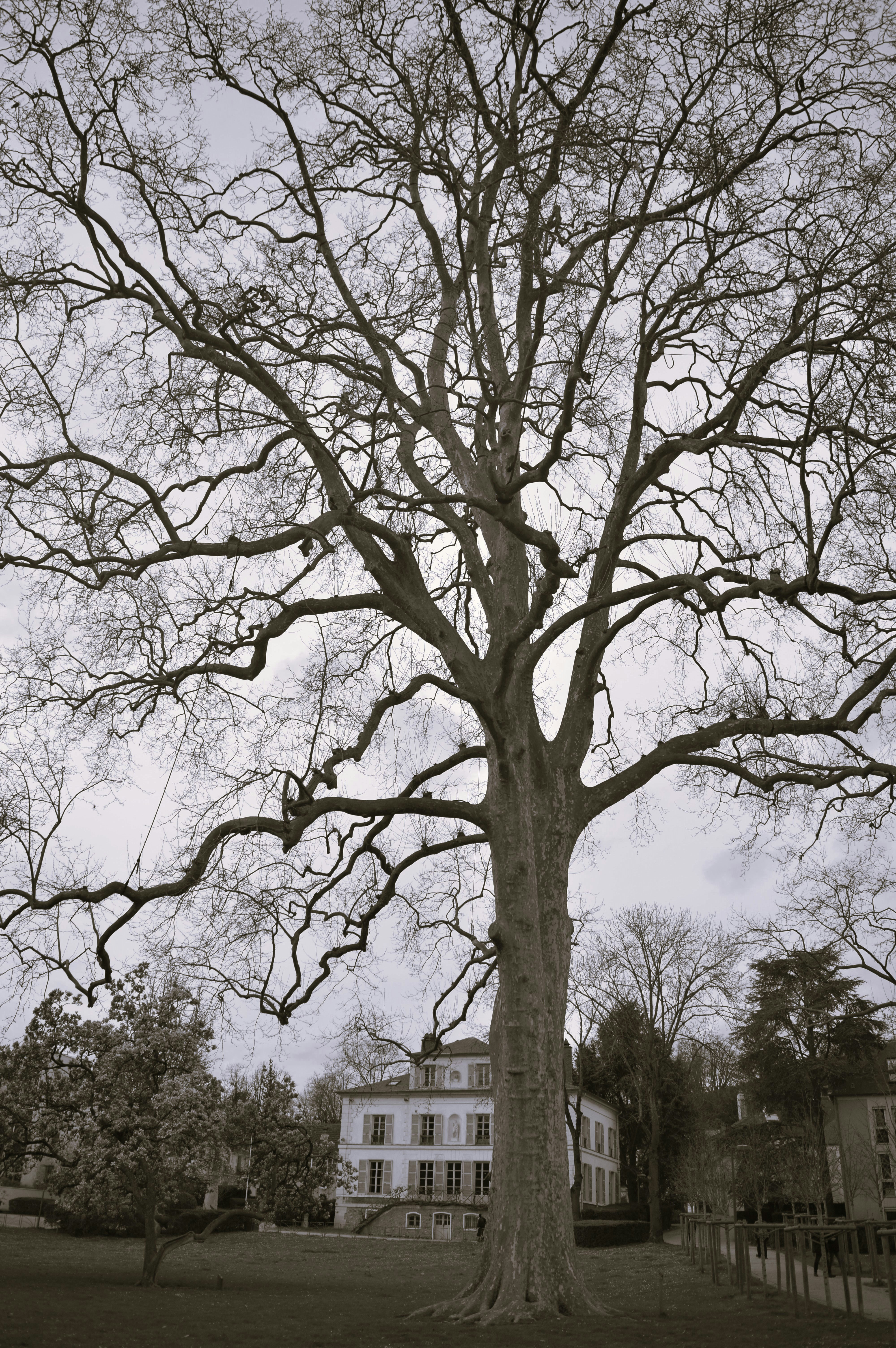 Ancient Sentinel: A Bare Tree Framing a Quiet Estate