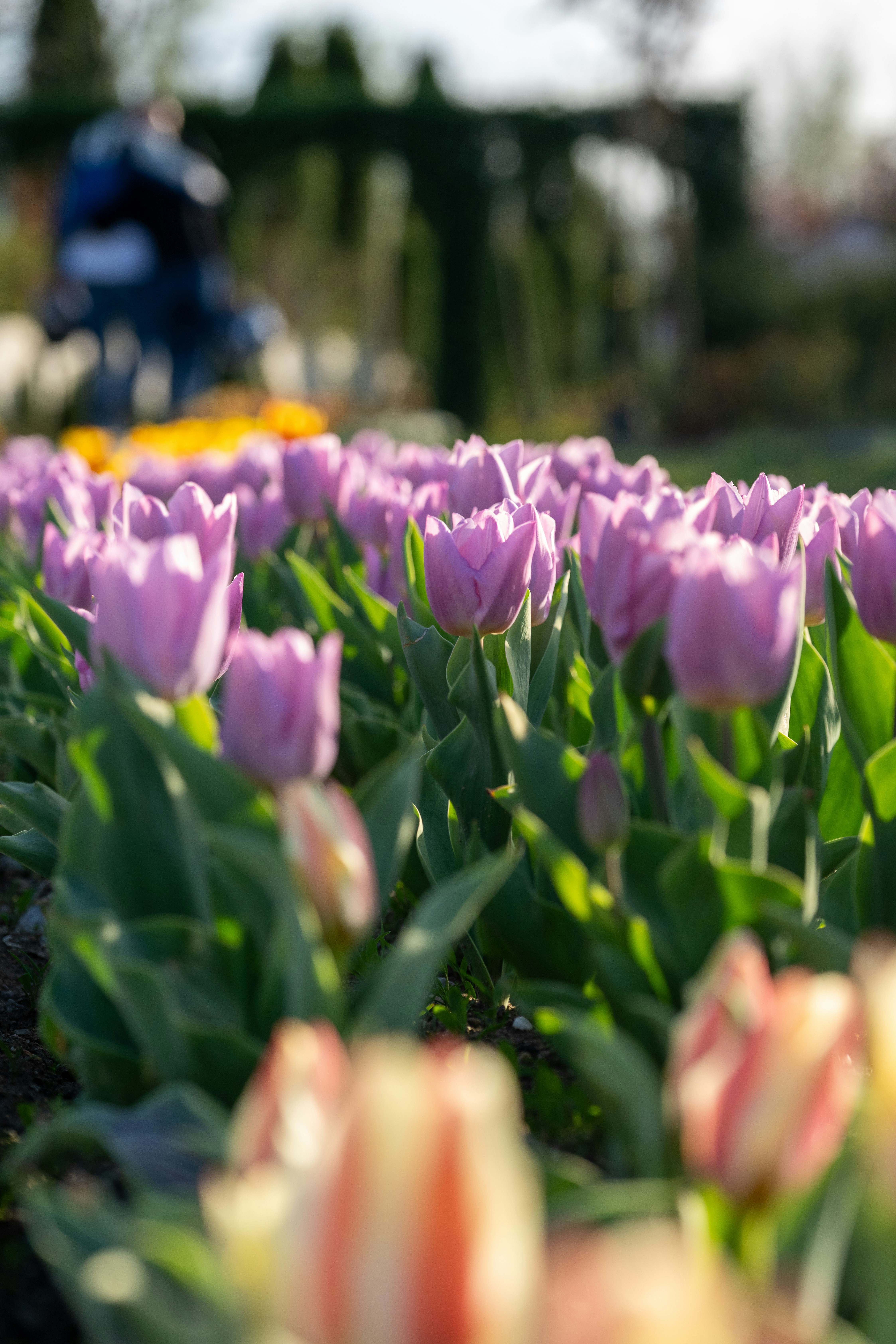 Petal Choreography: Close-Up Tulips with a Blurred Garden Backdrop