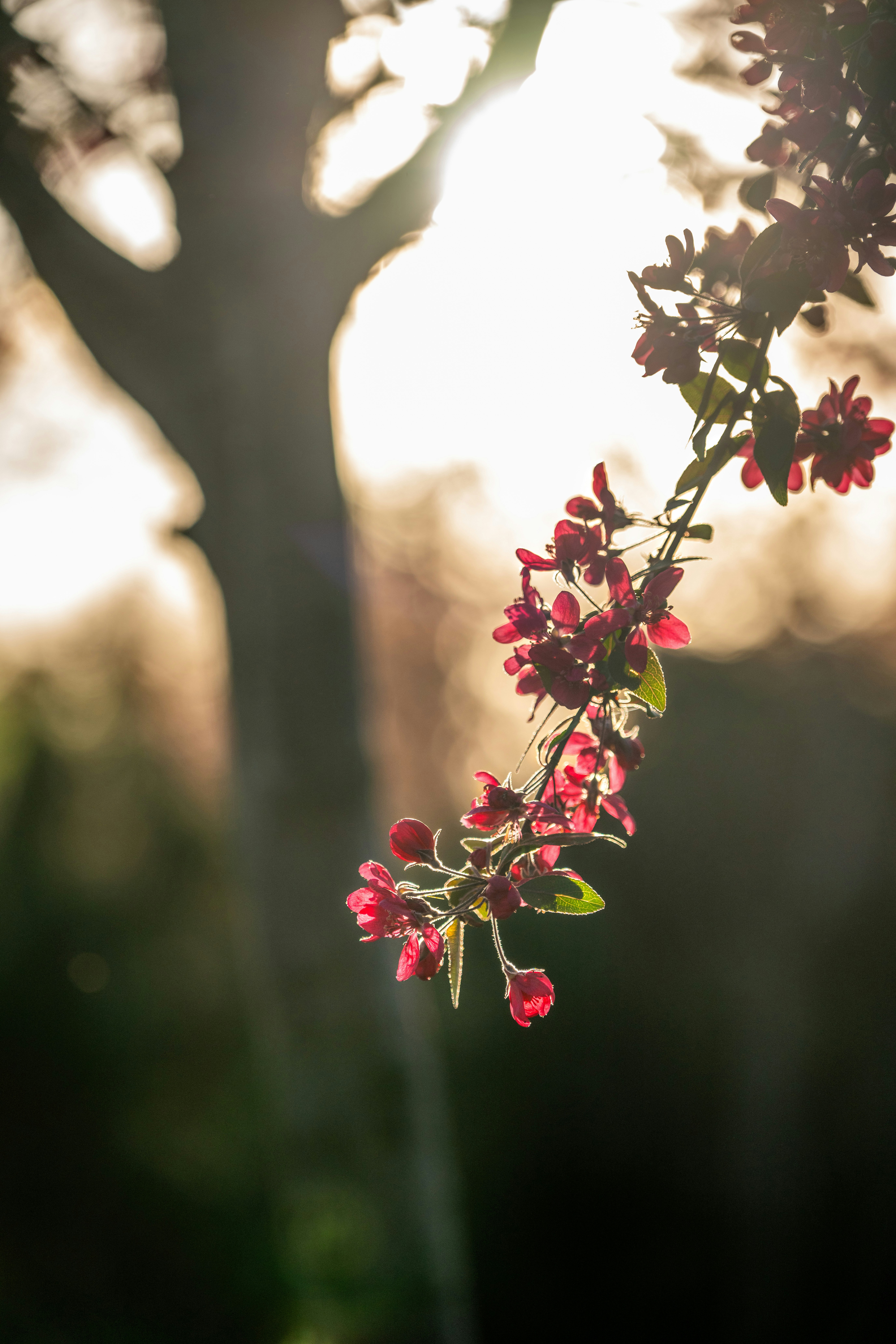 a branch of a tree with red flowers