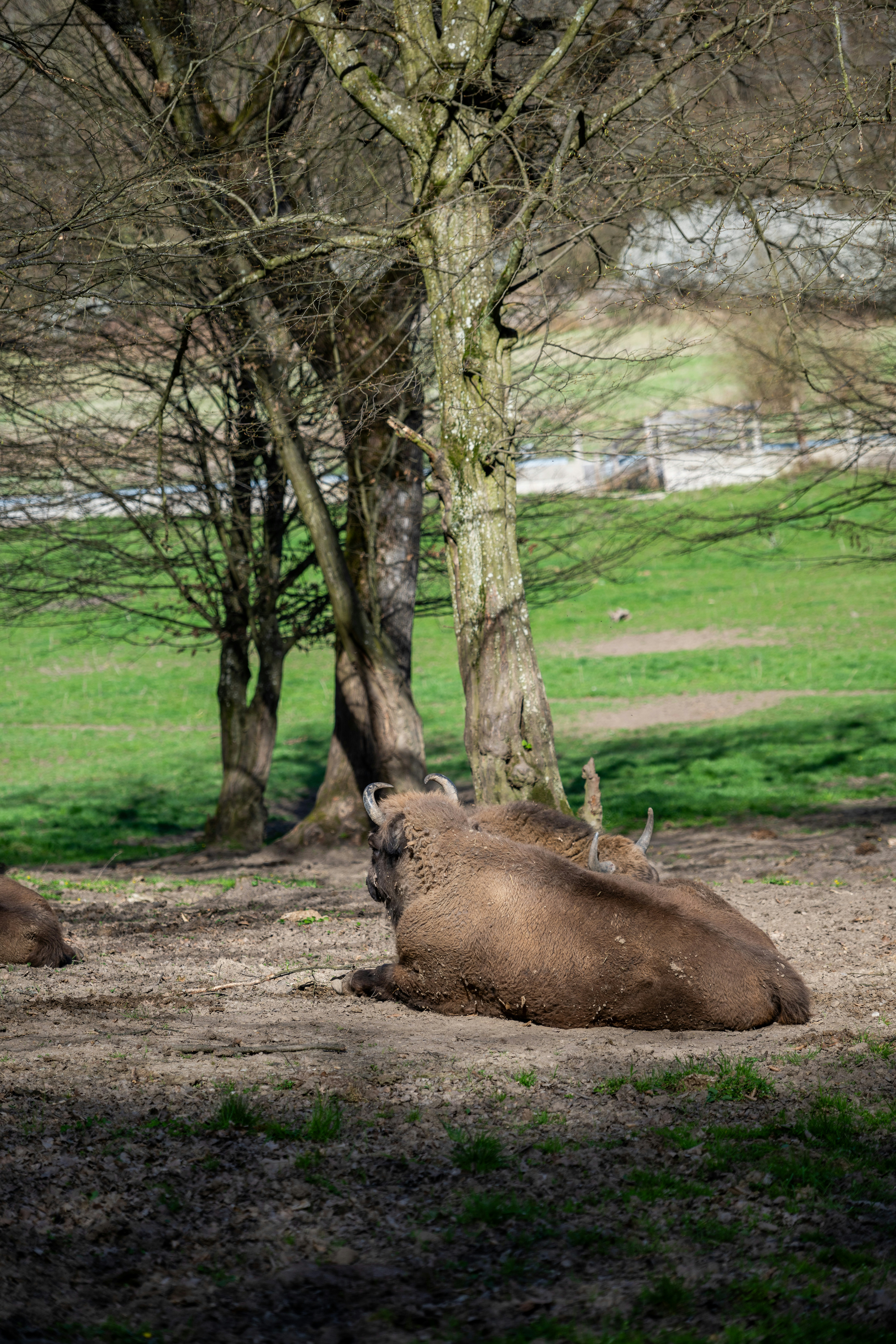 Resting Wisps of Shade: A Bison in Quiet Light