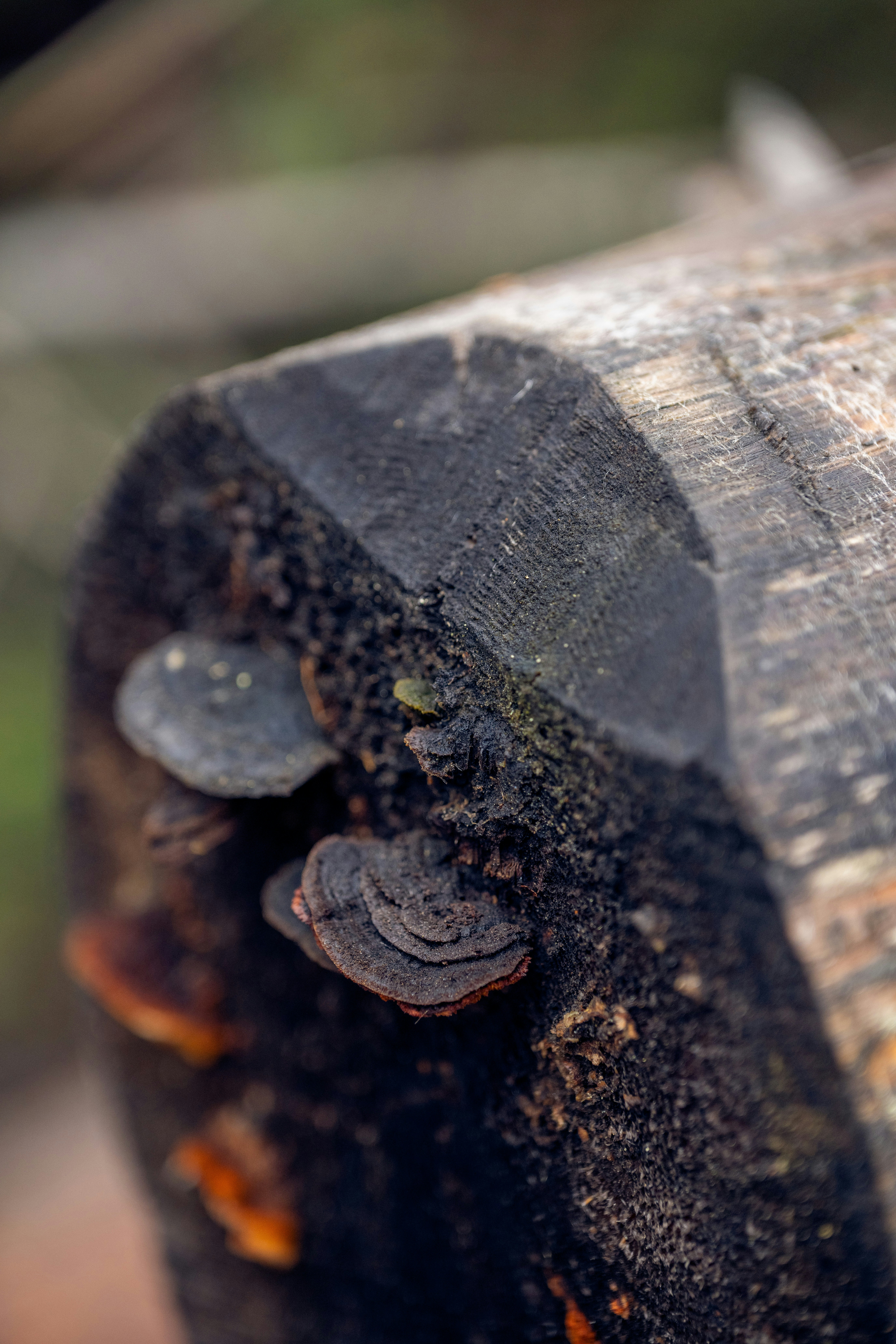Bracket Fungi on a Weathered Log End: A Micro Study in Texture
