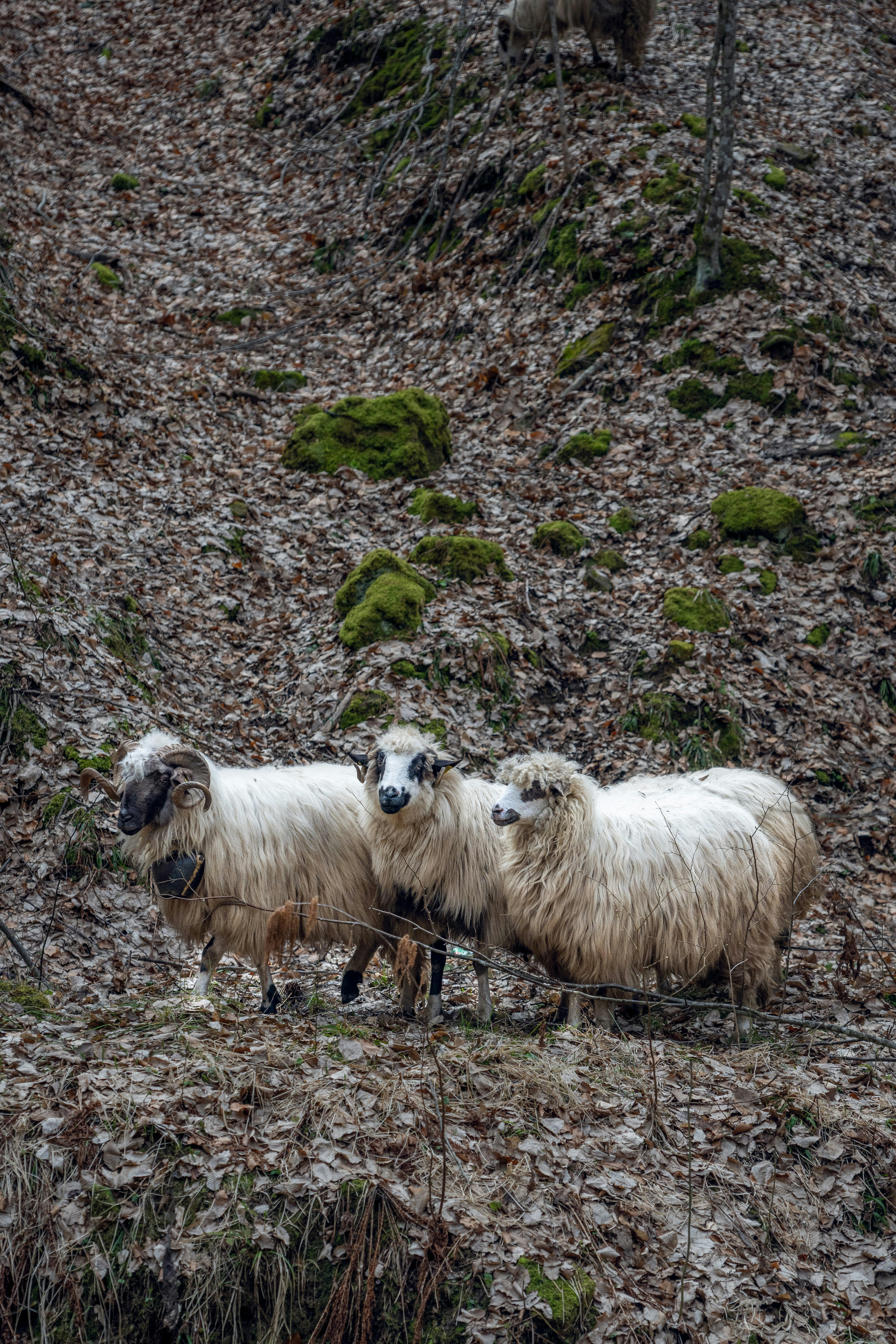 Three White Sheep Pause on a Mossy Forest Slope