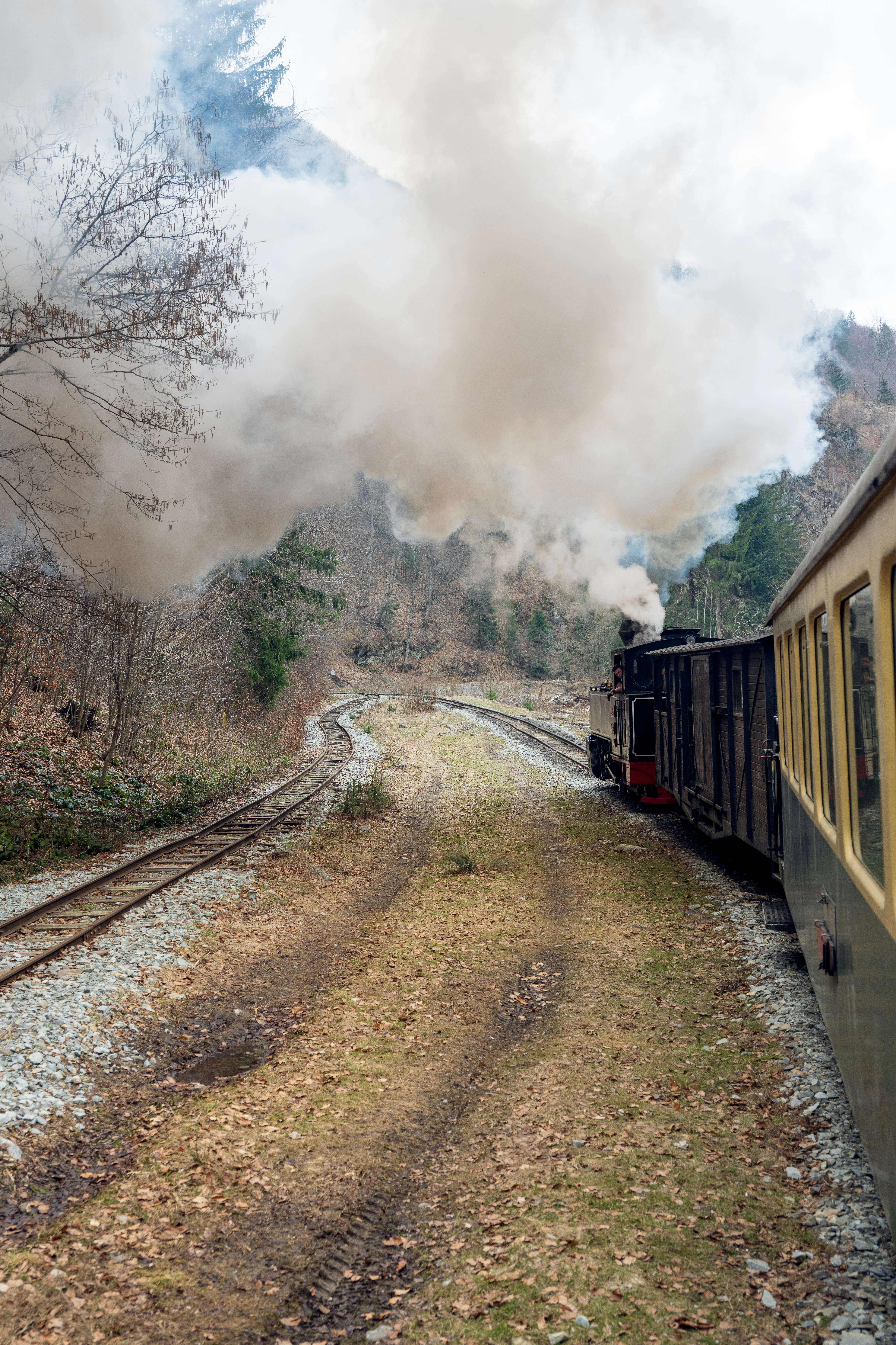 Steamline Through the Pines: A Vintage Locomotive Rounds the Bend