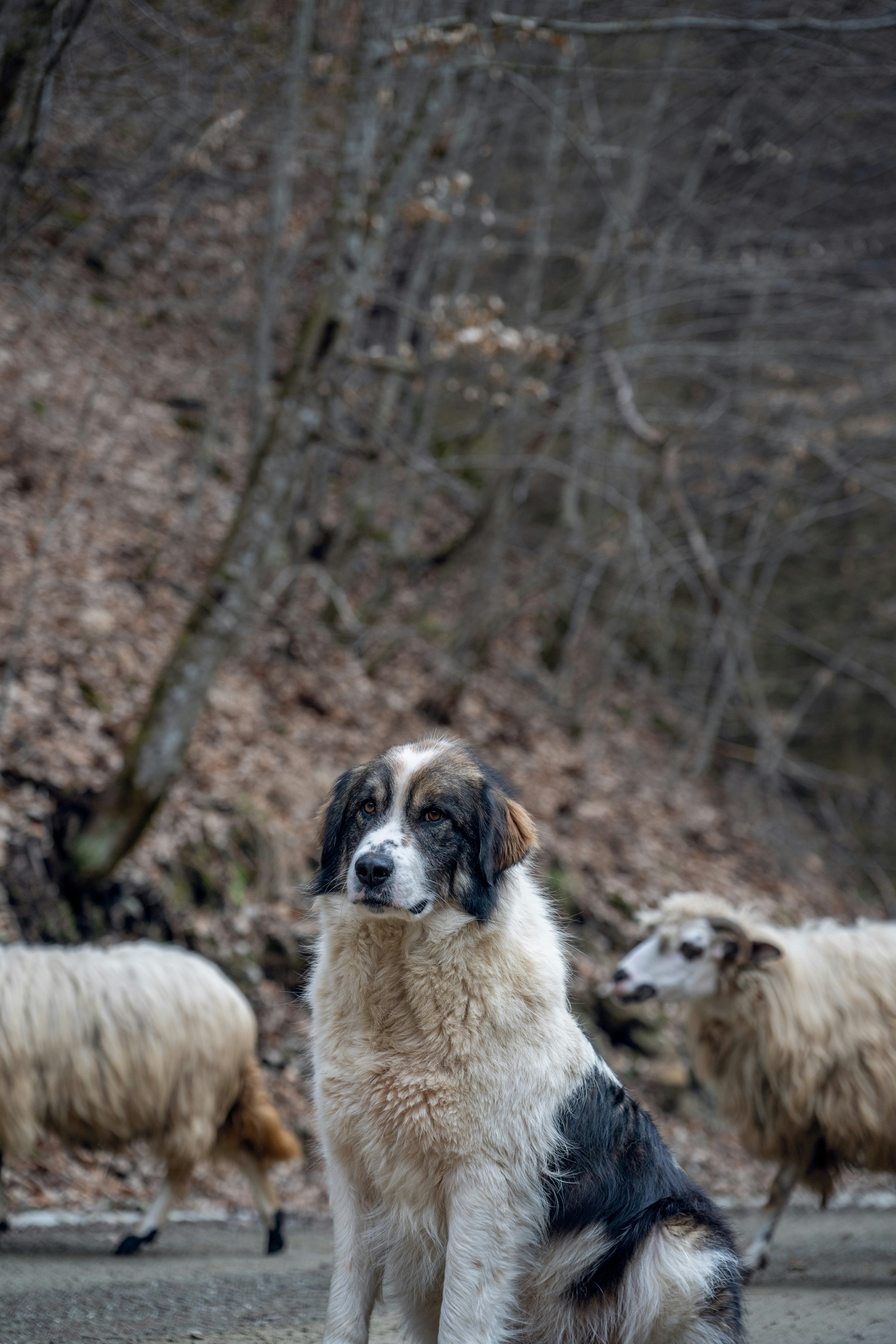 Sample photo from Nikon Z8