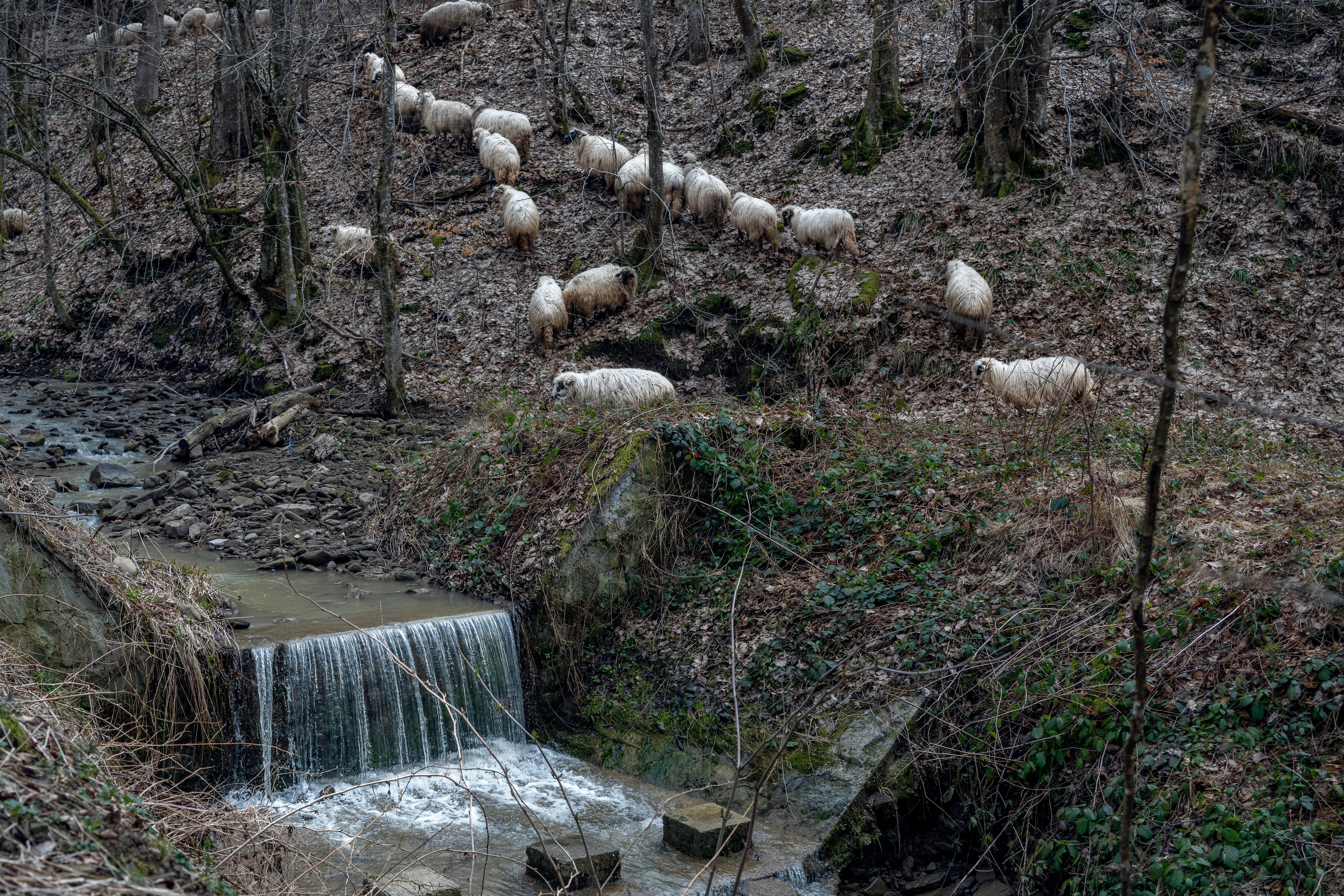 Photo by Sandra-Beatrice Molnar with Nikon Z8