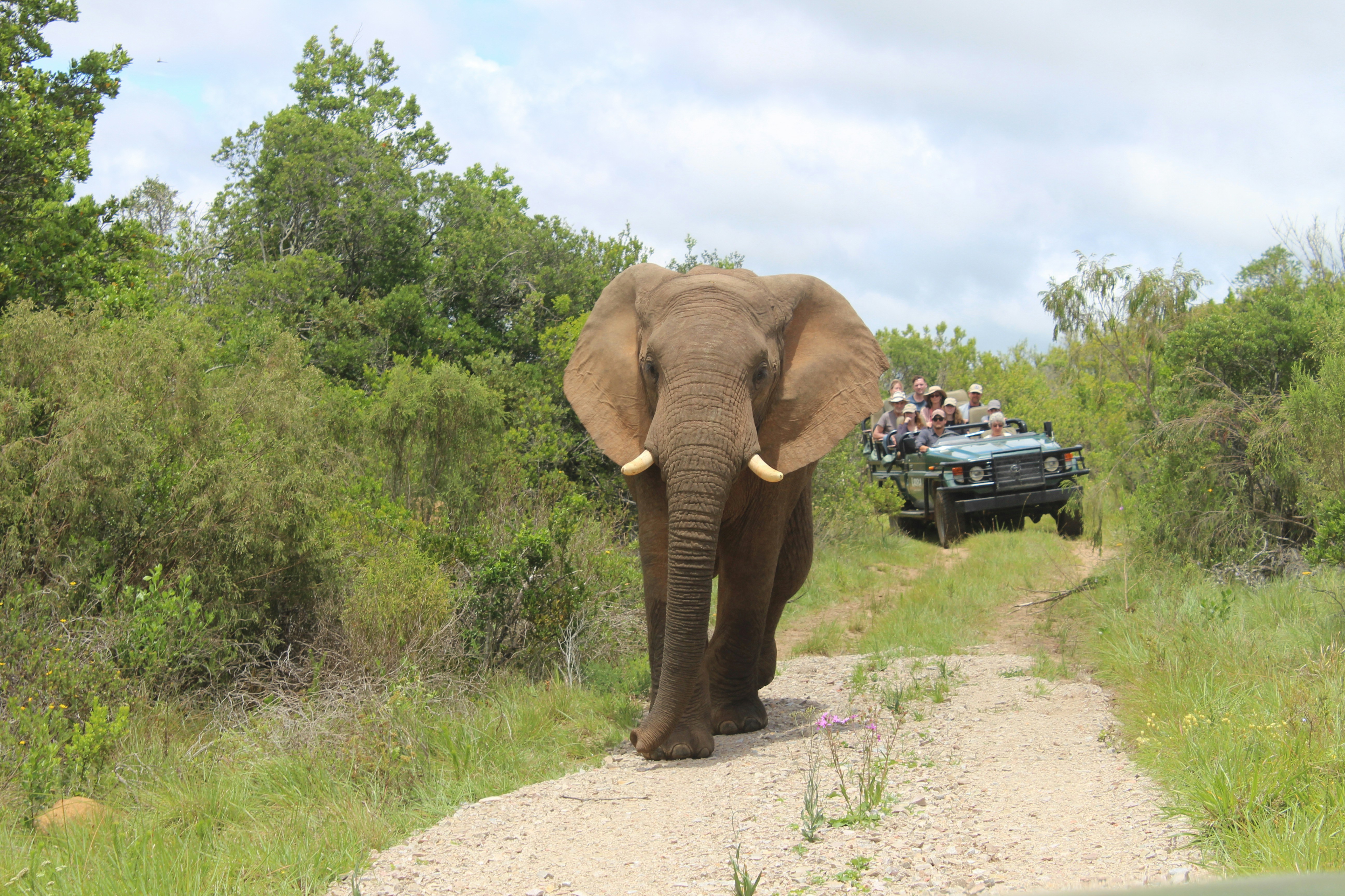 Elephant on the Rough Road: A Safari Encounter in the Bush