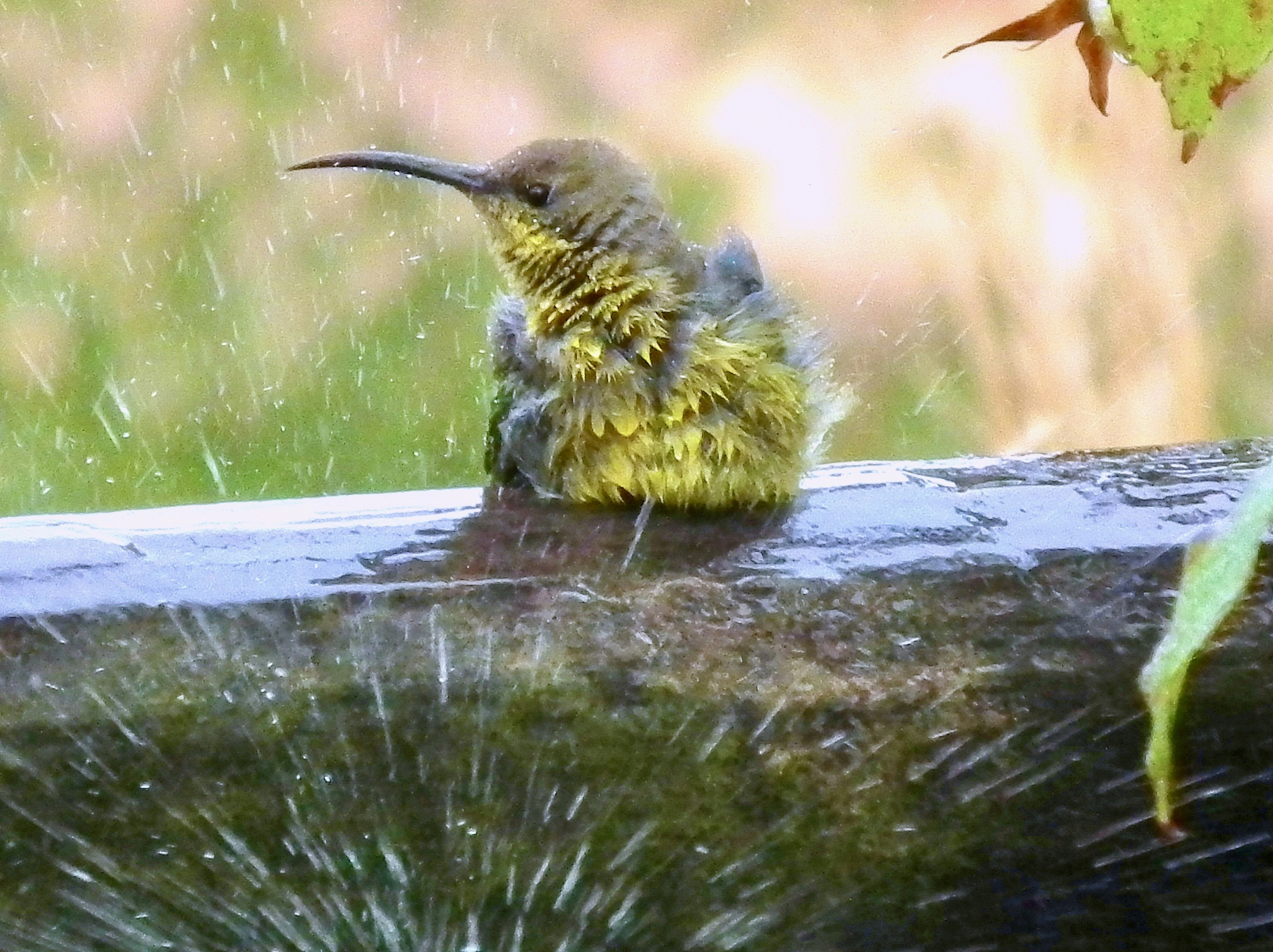 Rain-kissed hummingbird perched on a slick wooden rail as droplets streak across the scene. The moment highlights texture and color in rain-lit light.