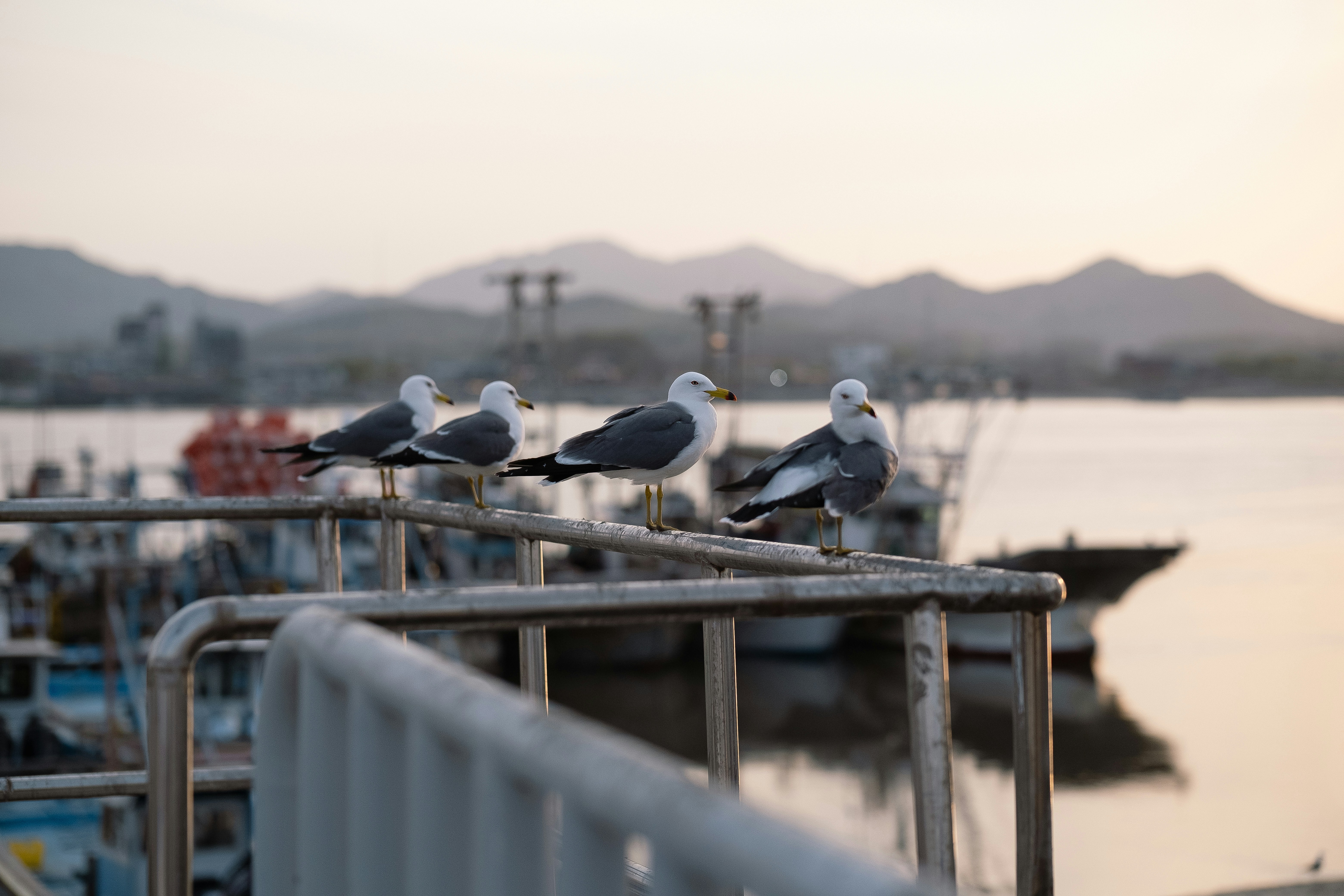 Harbor Quartet at Dusk: Seagulls Perch on a Weathered Railing