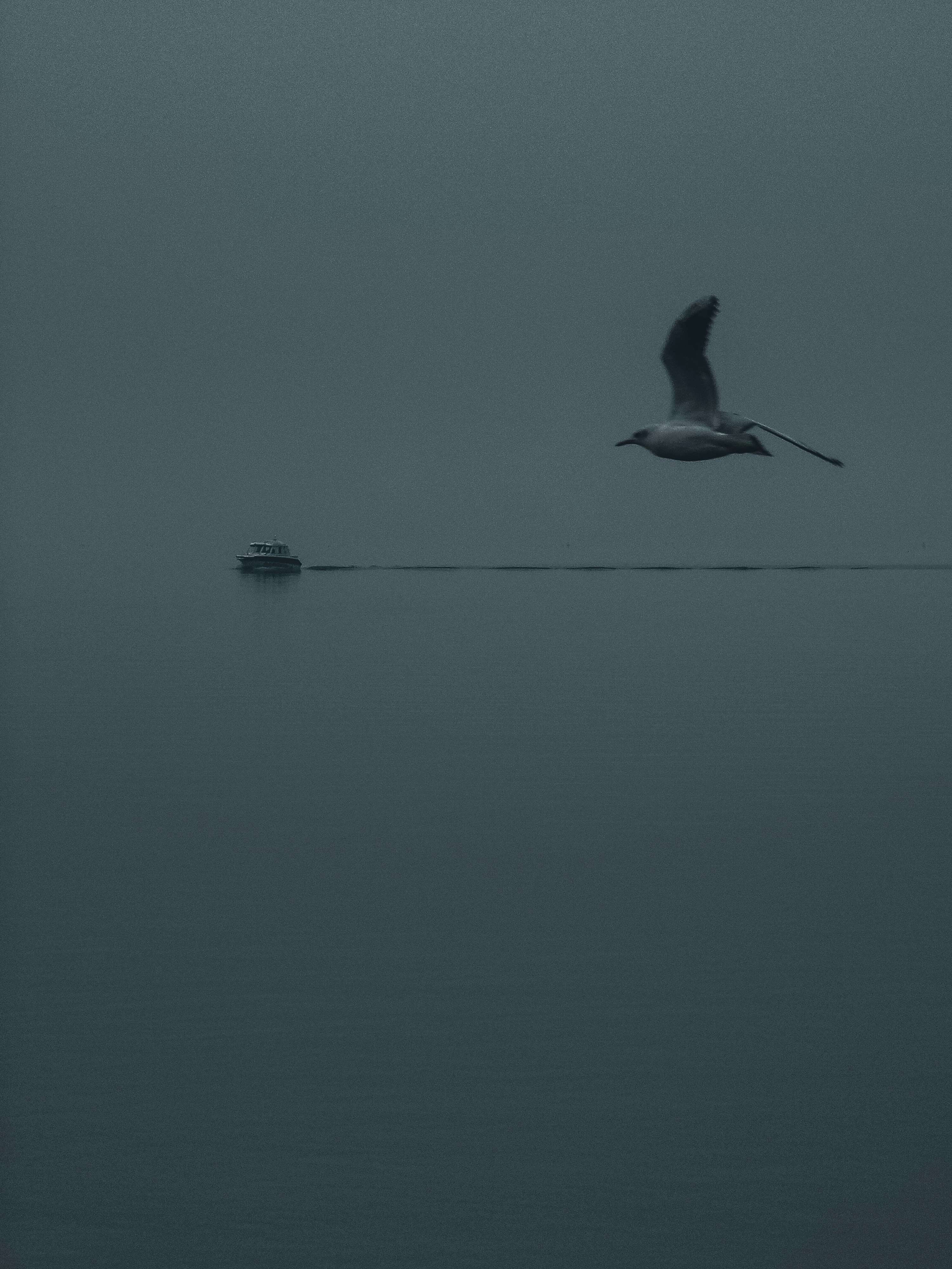 Gull Arc over a Dusk-Blue Horizon