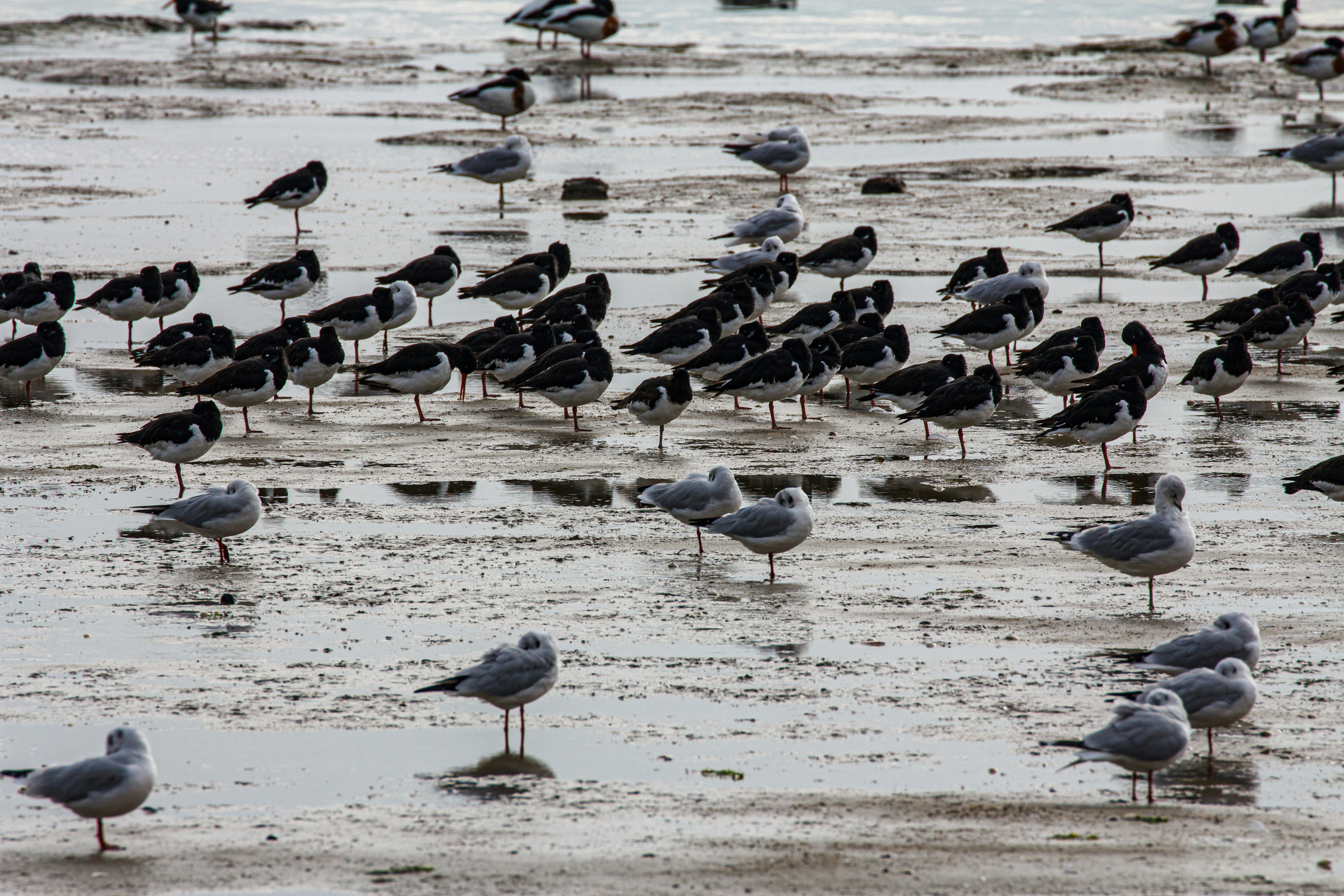 Mudflat Parade: A Dense Assembly of Shorebirds on a Tidal Plain