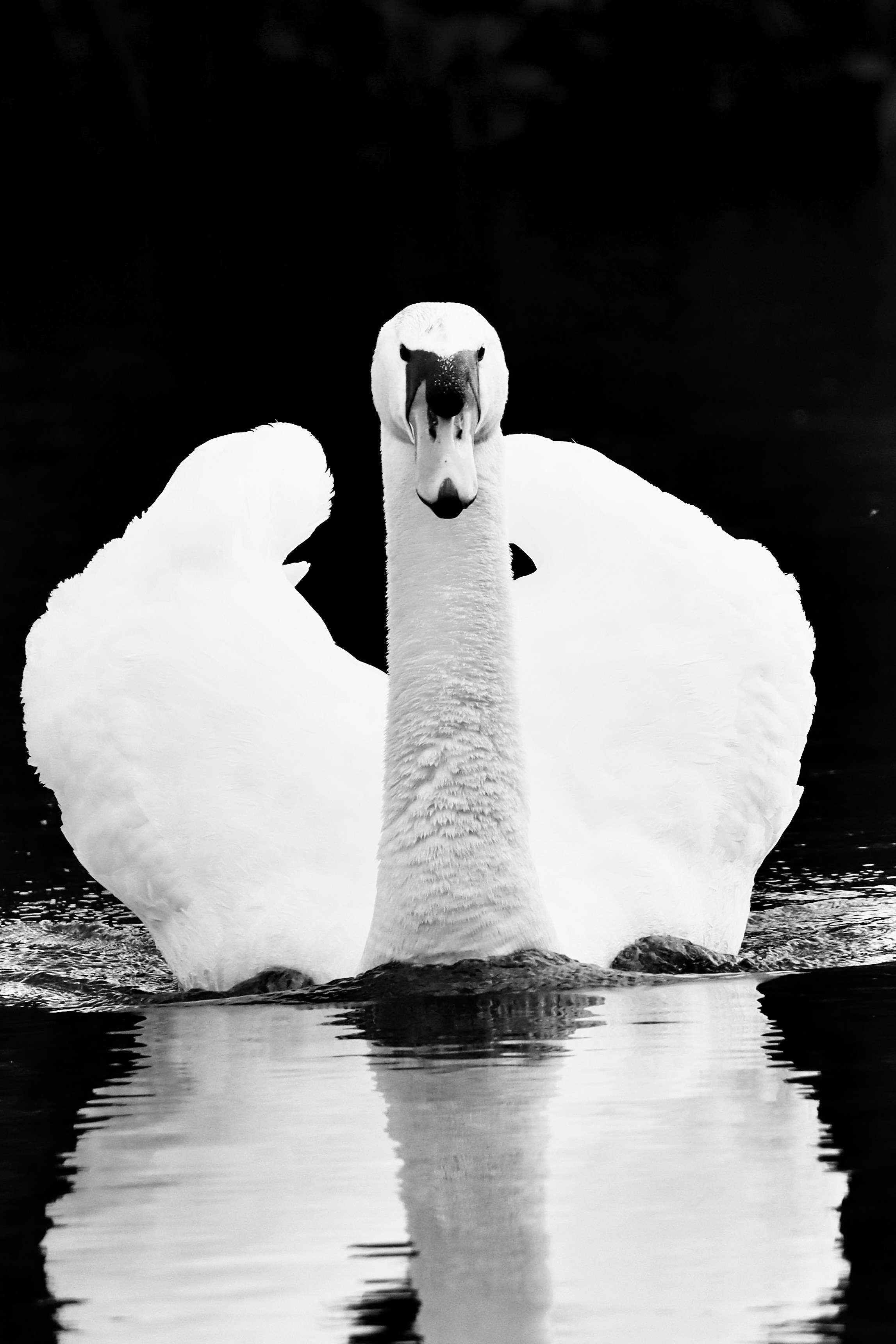Centerline Silence: Monochrome swan with wings unfurled over a glassy reflection