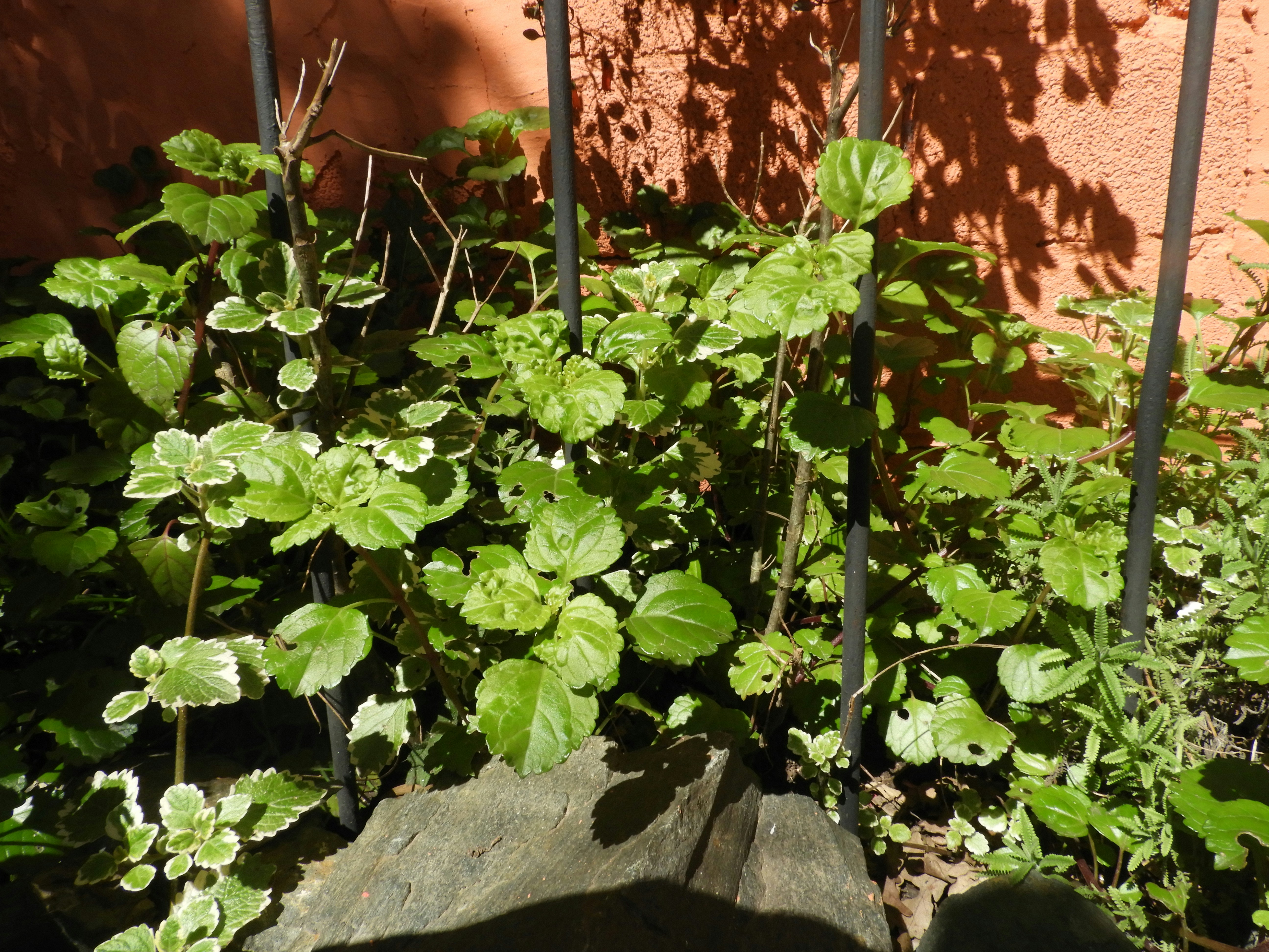 Sunlit Greenery Along a Rustic Terrace