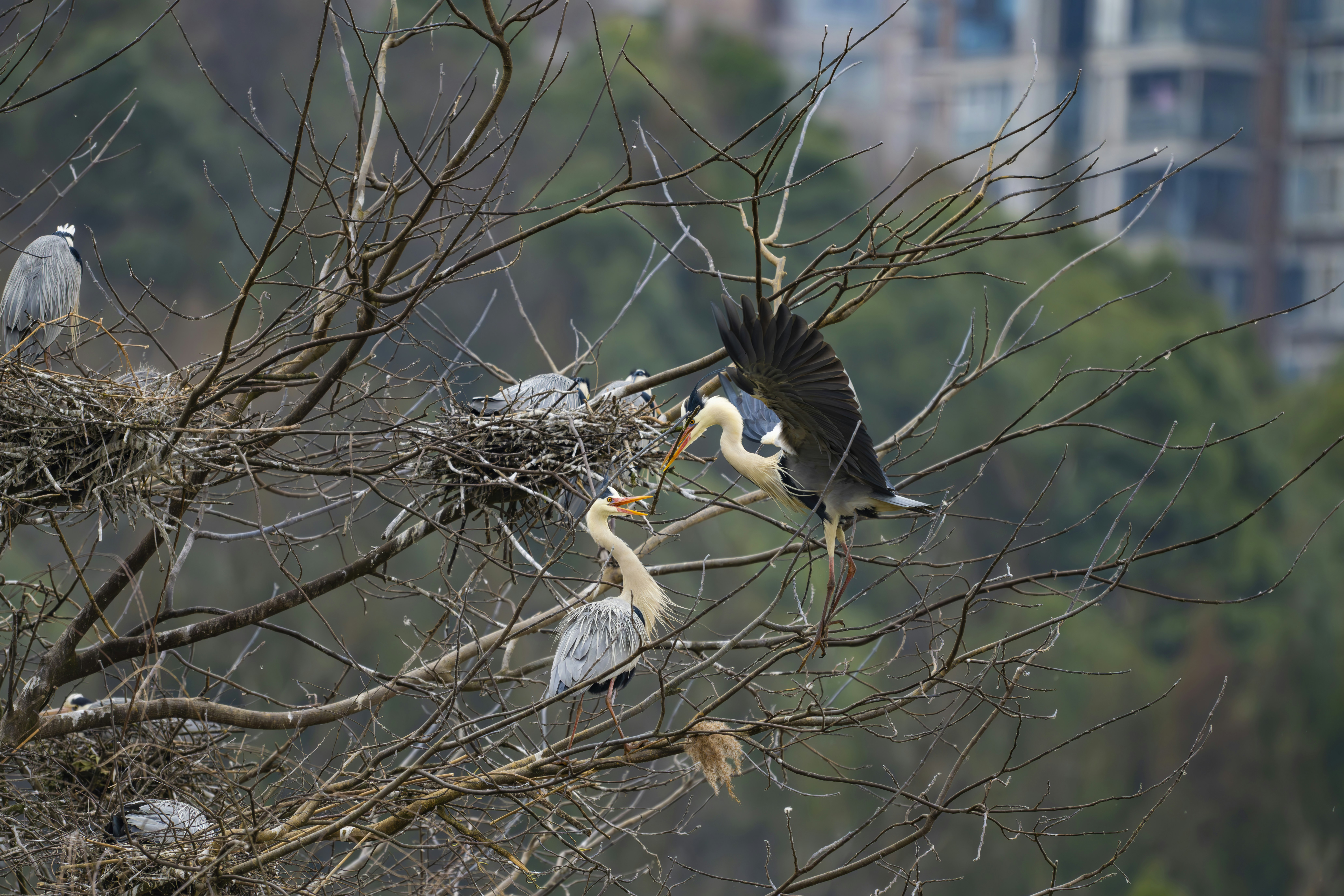 Urban Heron Haven
