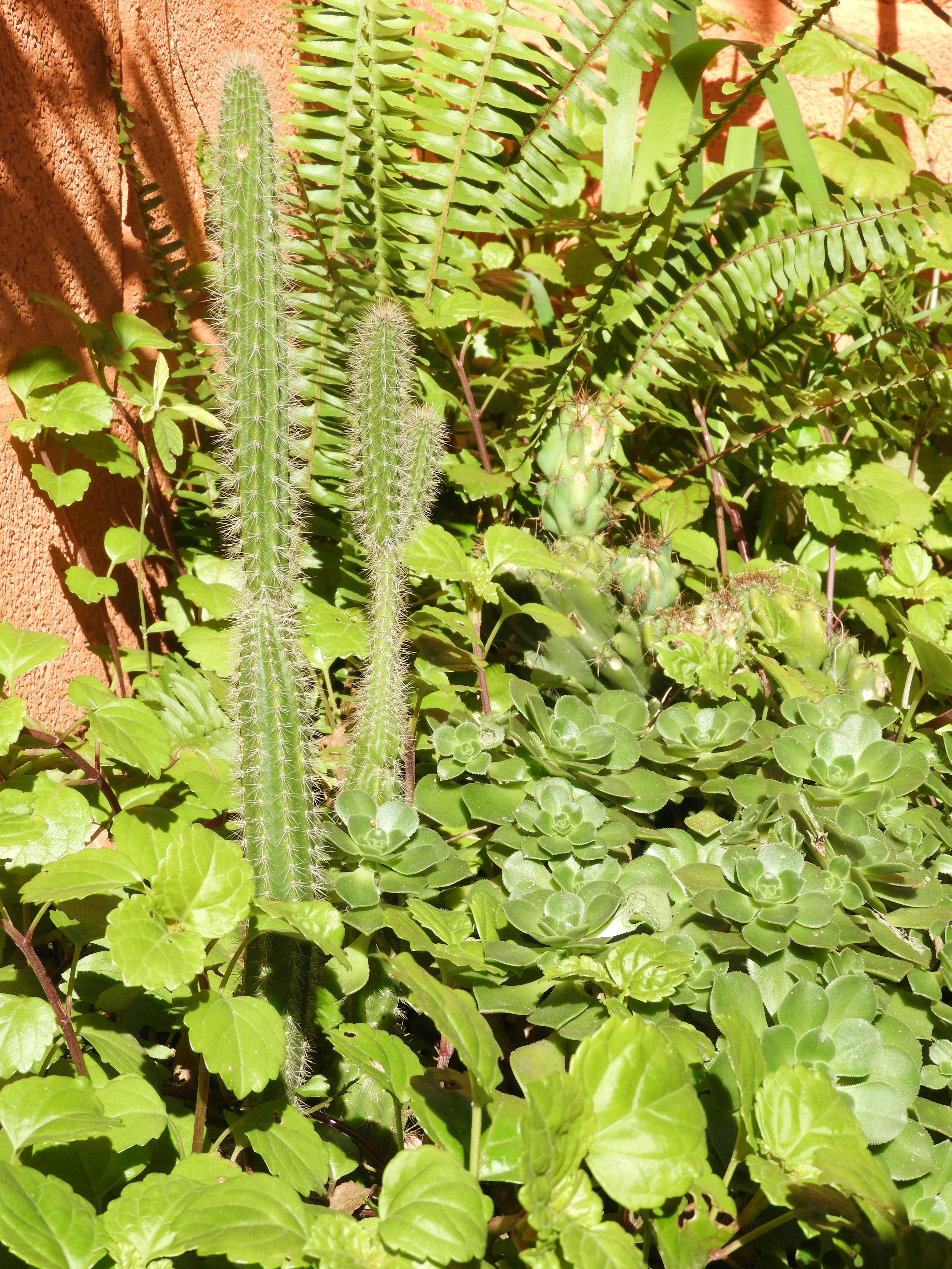 Spiny Sentinels Rise Over a Carpet of Succulents