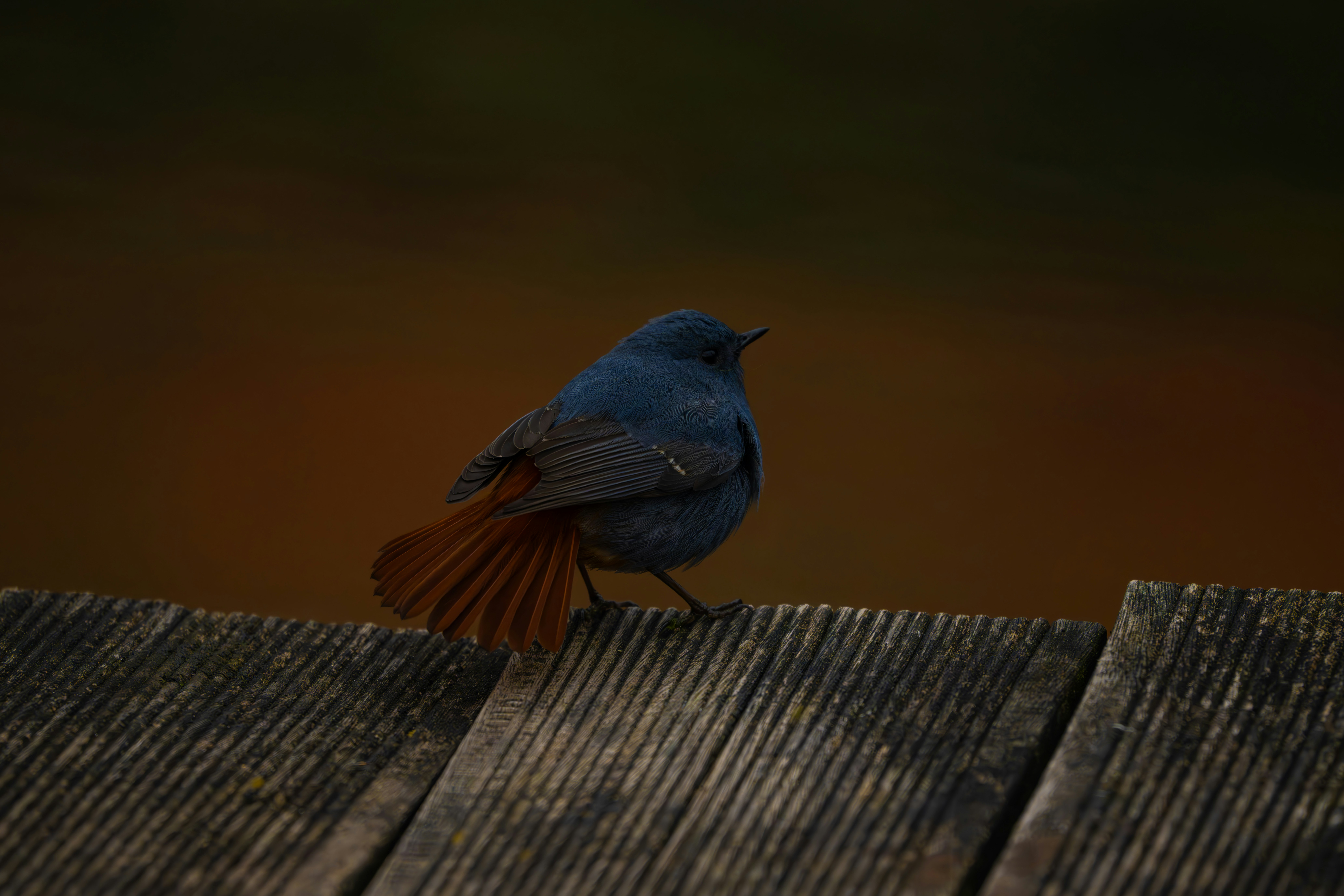 Photo by Alan Wu with Nikon Z7 II