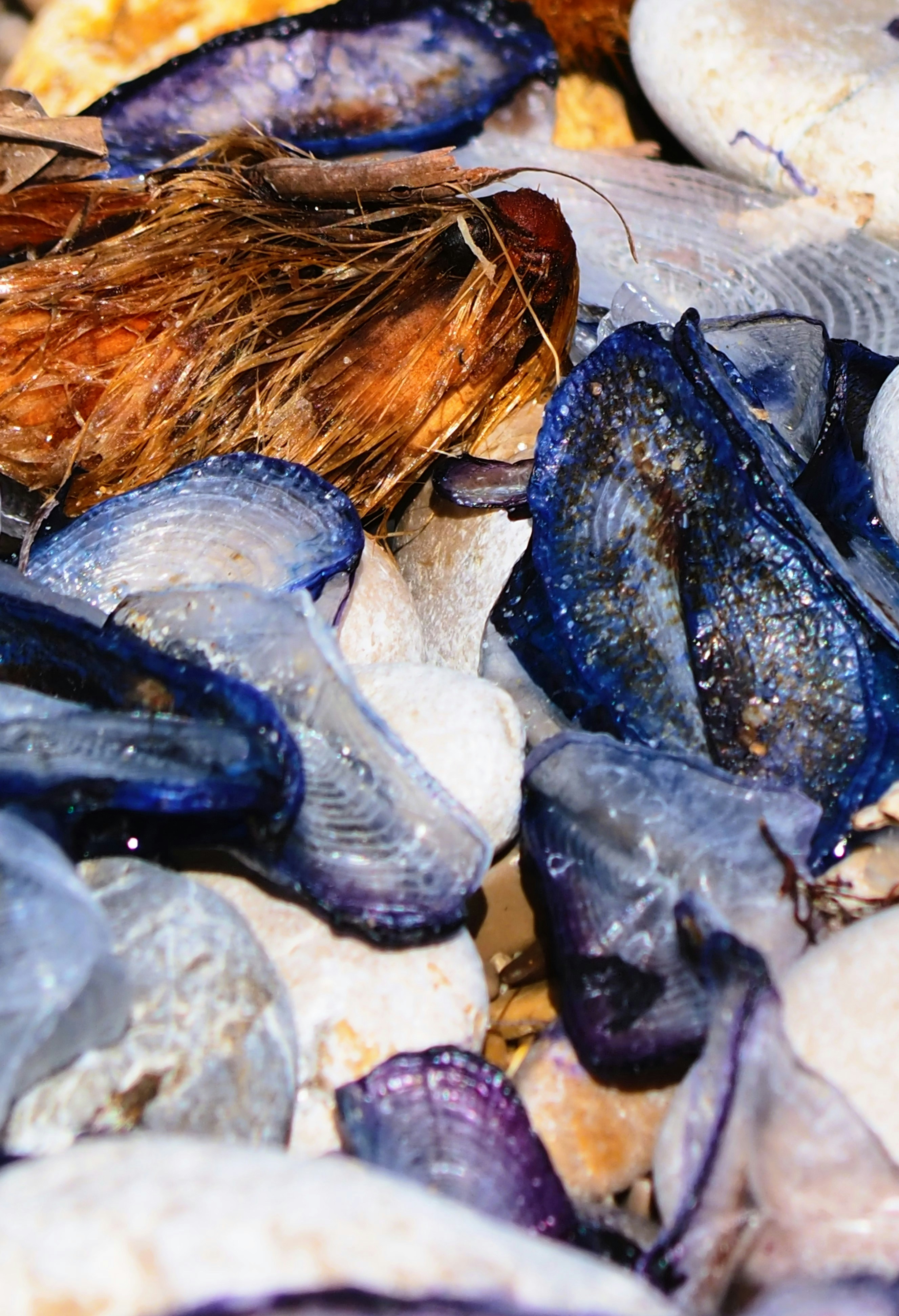 A close up of a bunch of shells on a beach photo – Free Playa Image on ...
