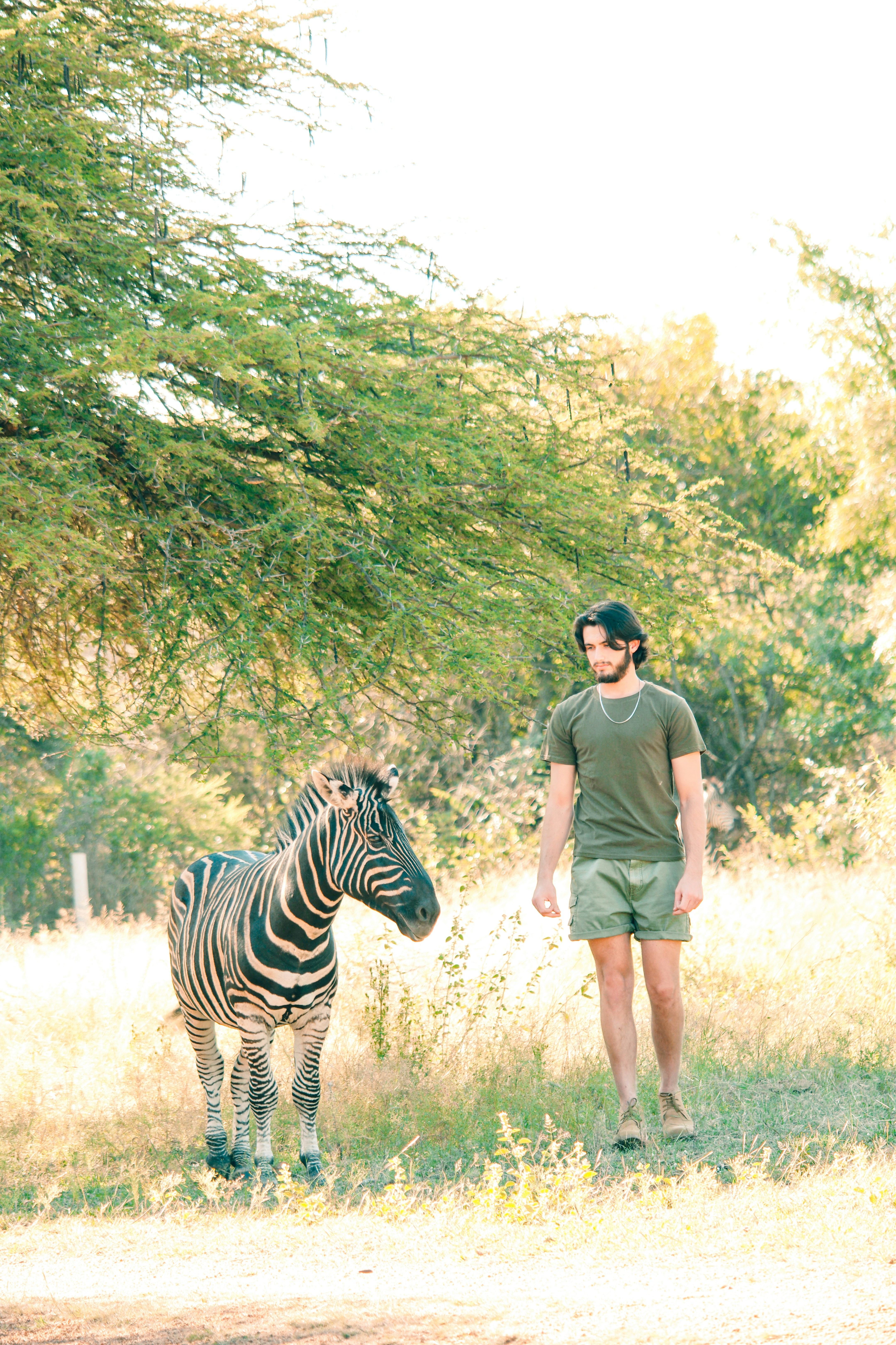 Photograph of a man in olive-green shirt and shorts standing beside a zebra in a sunlit grassy field with trees in the background.