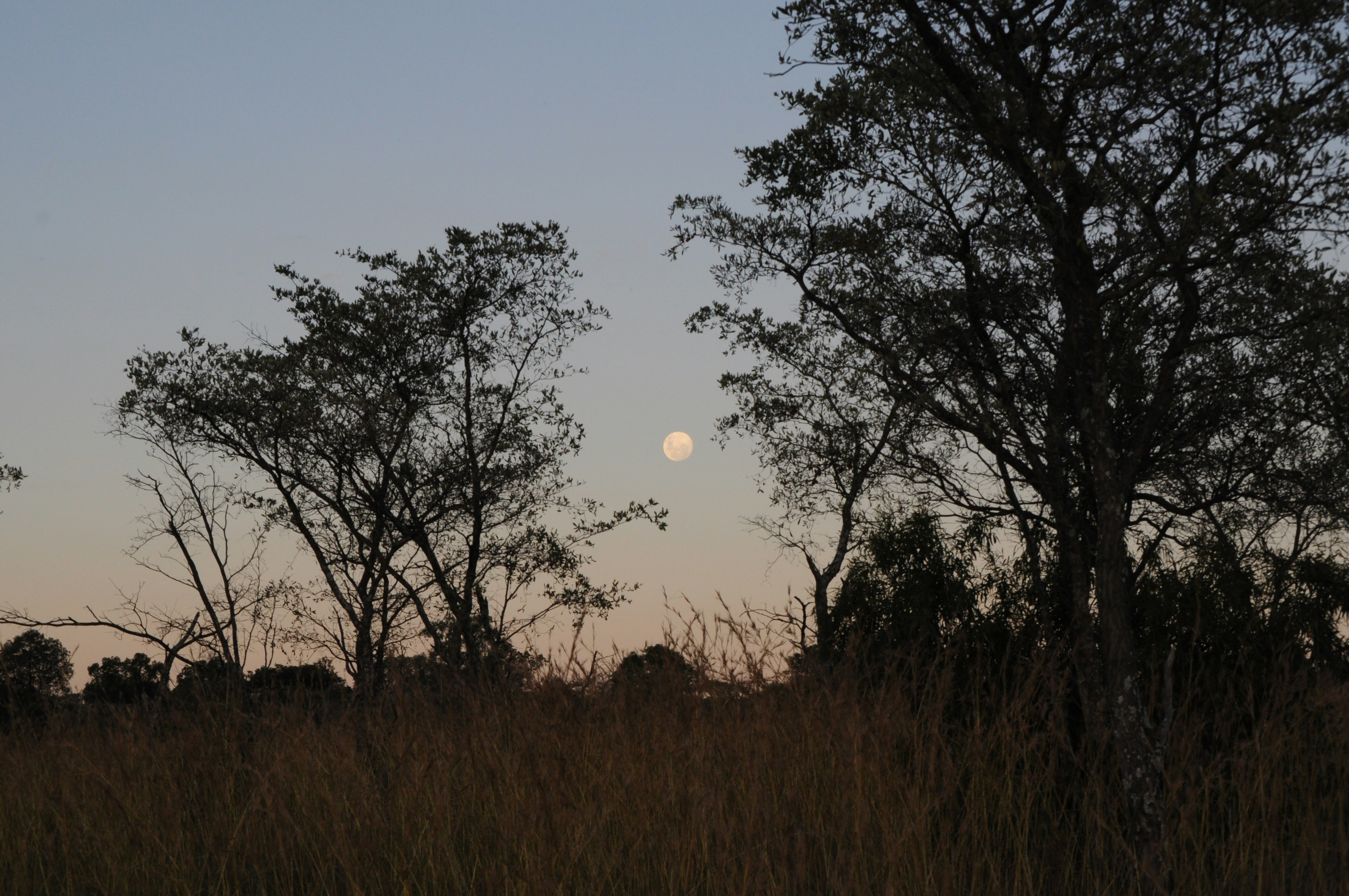 Moonrise Through the Prairie Silhouettes at Dusk