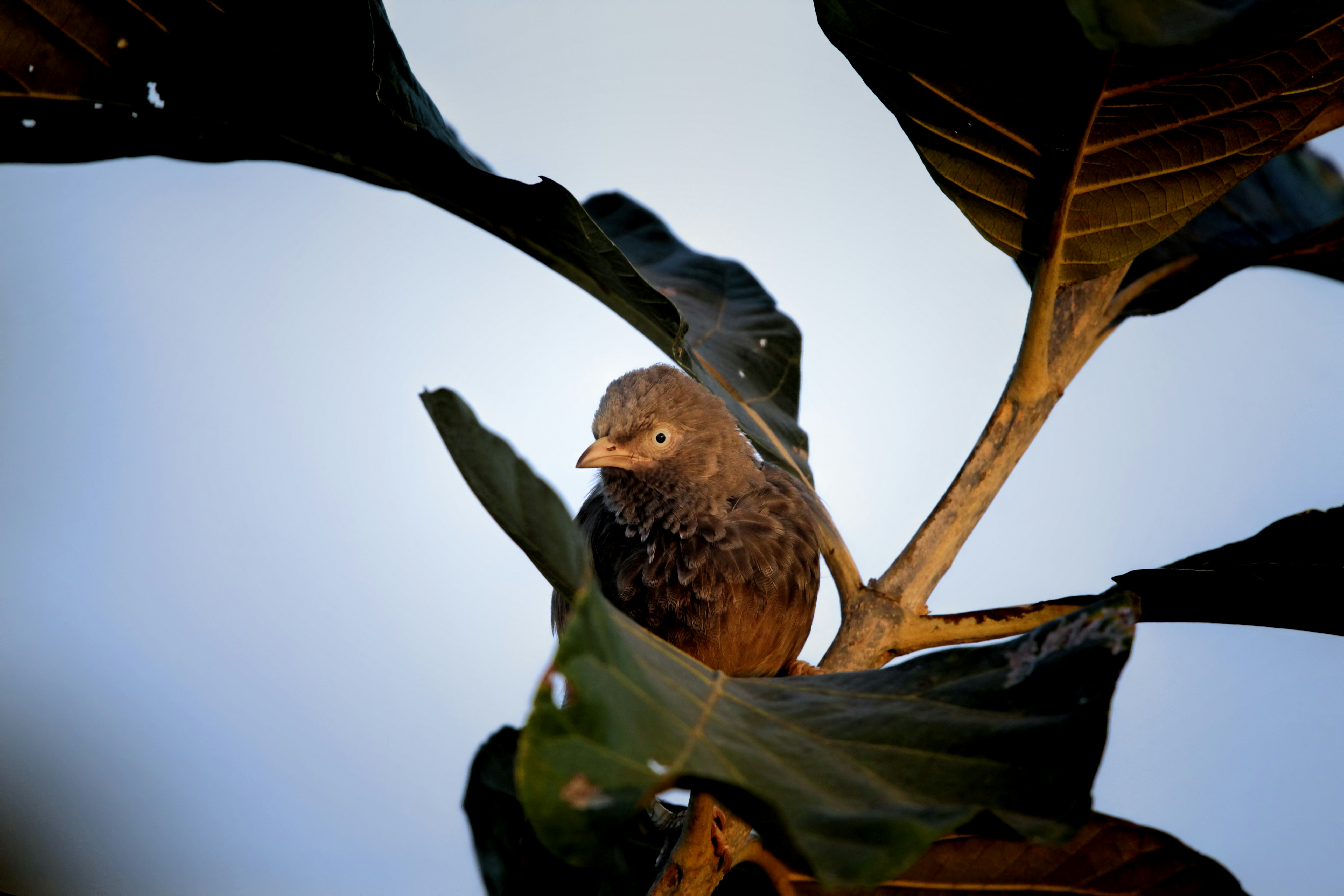 Mid-Tree Focus: A Red-Brown Bird Anchored by Green Leaves