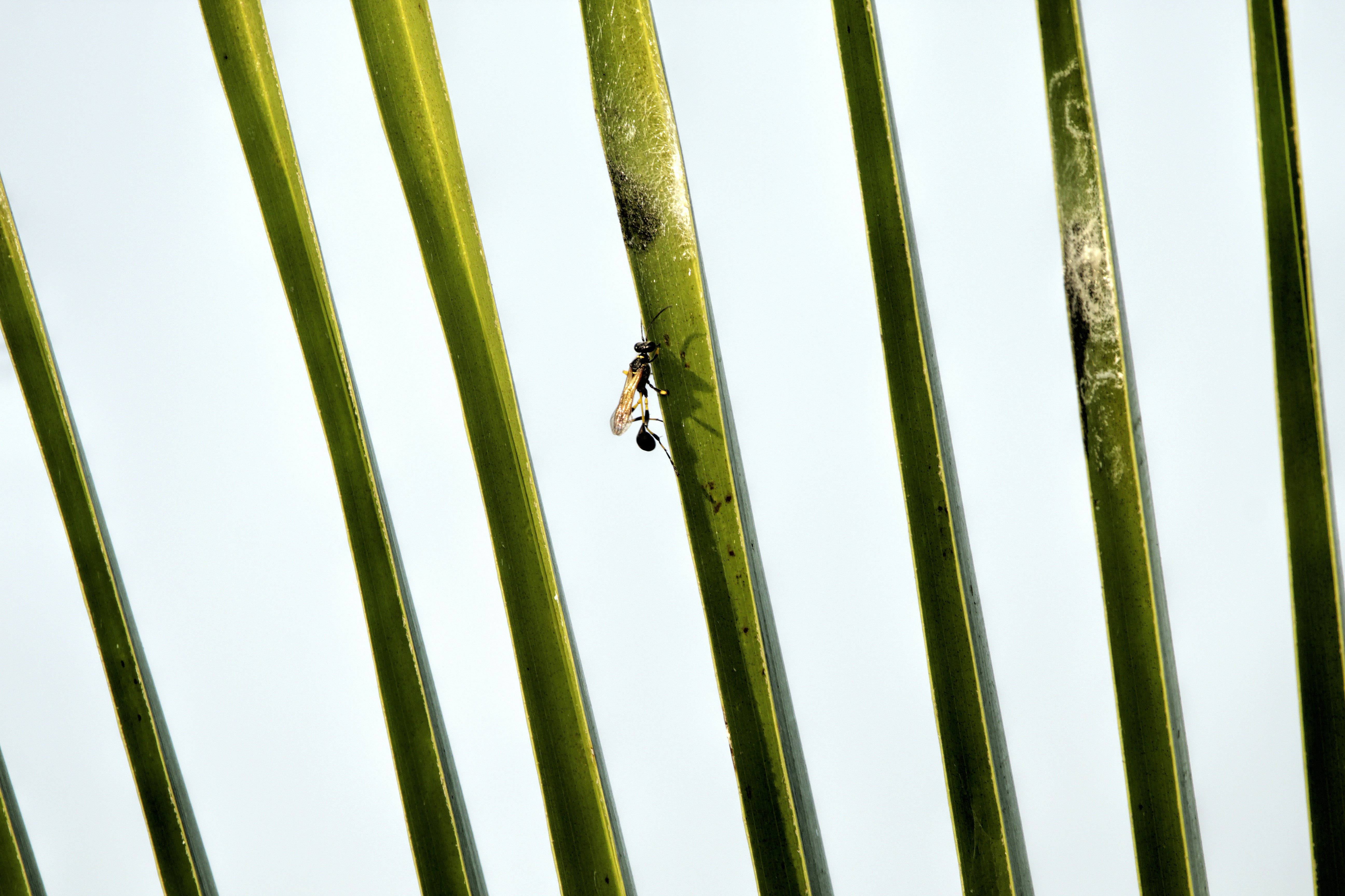 Wasp perched on slender green leaves against a pale sky.