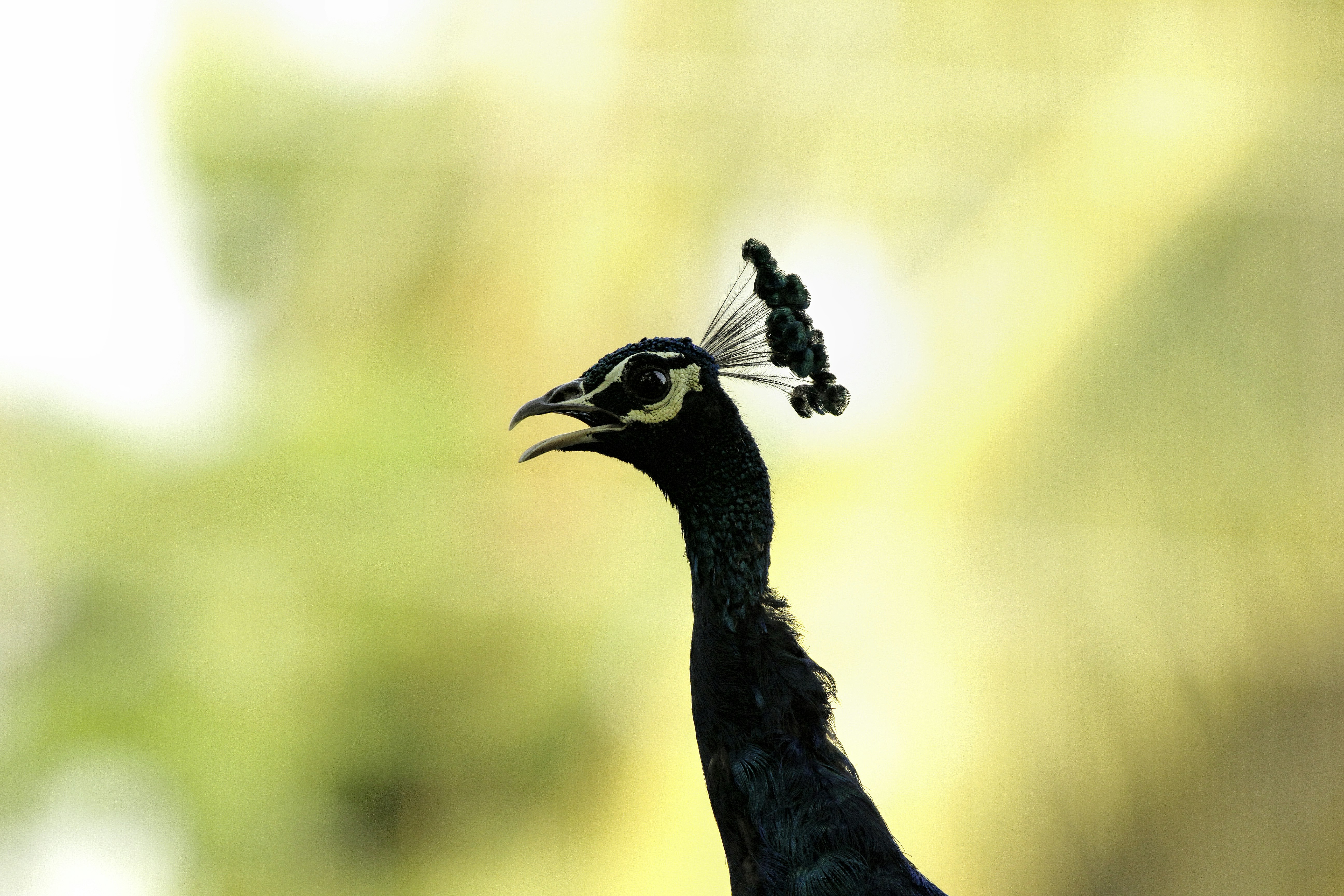 Crested Black Bird Emerges in a Field of Sunlit Bokeh