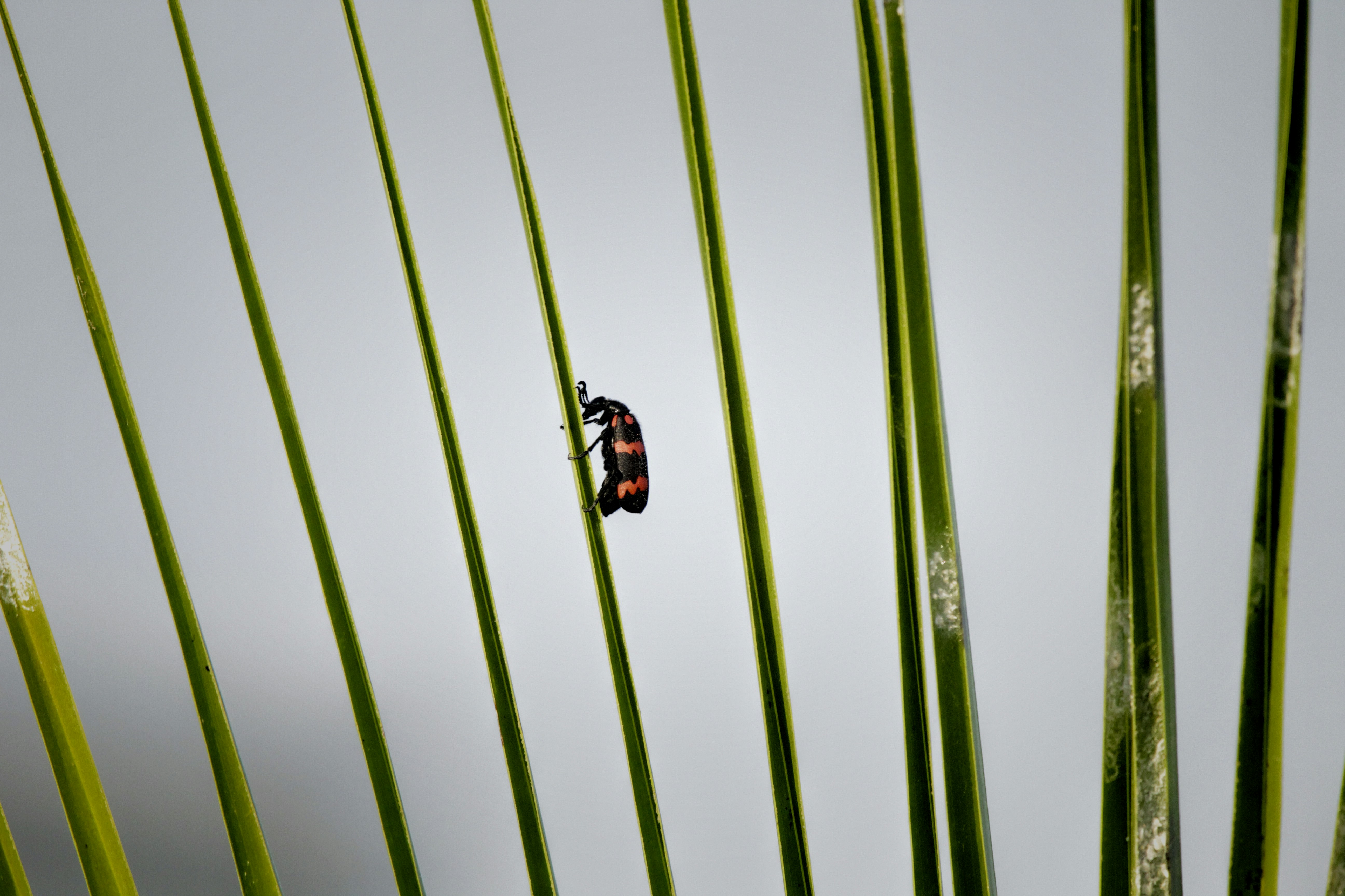 a bug is sitting on a green plant