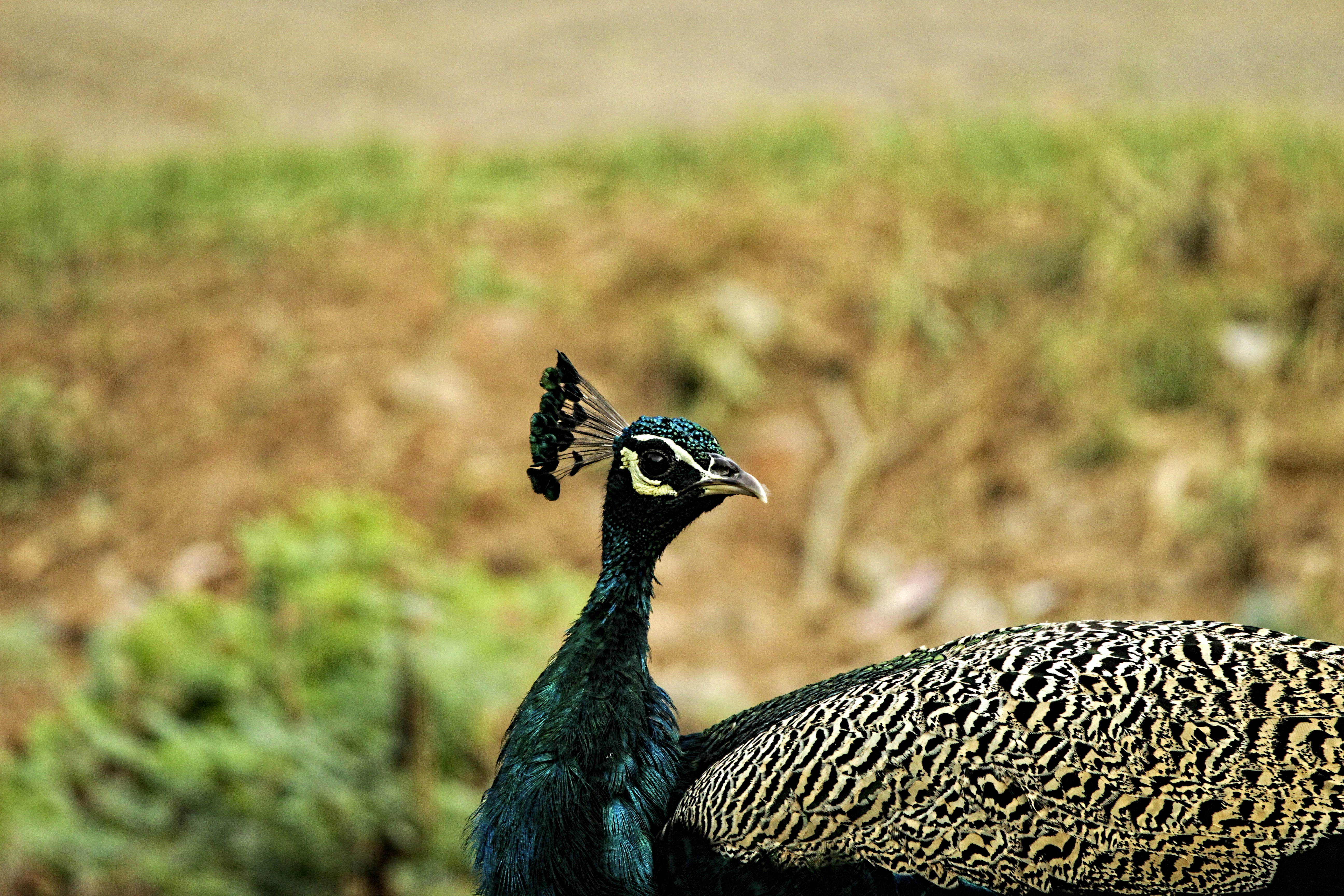 Emerald Crowned Peacock Pausing at the Meadow’s Edge