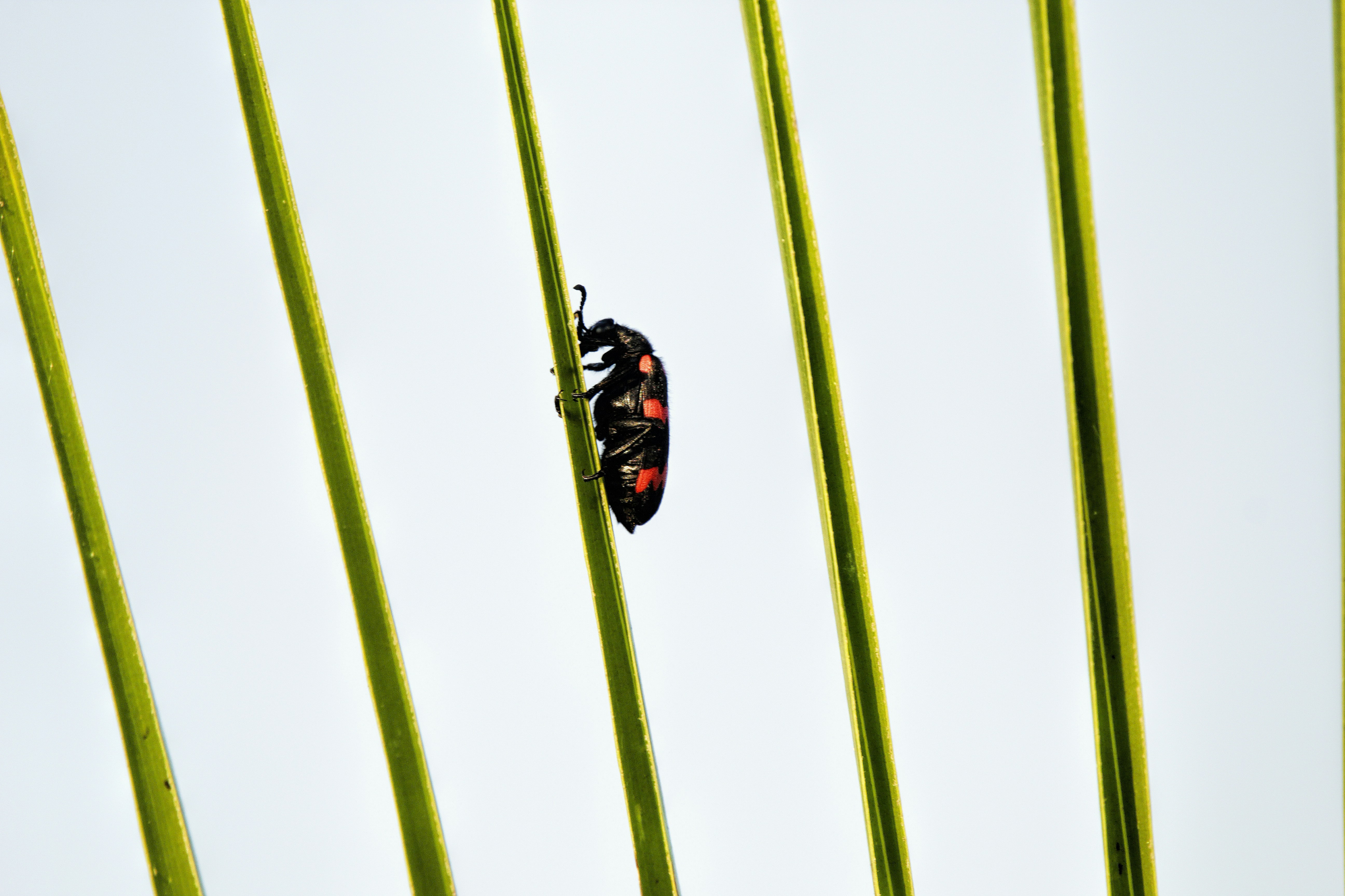 Scarlet Beetle Adrift Among Linear Green Rods