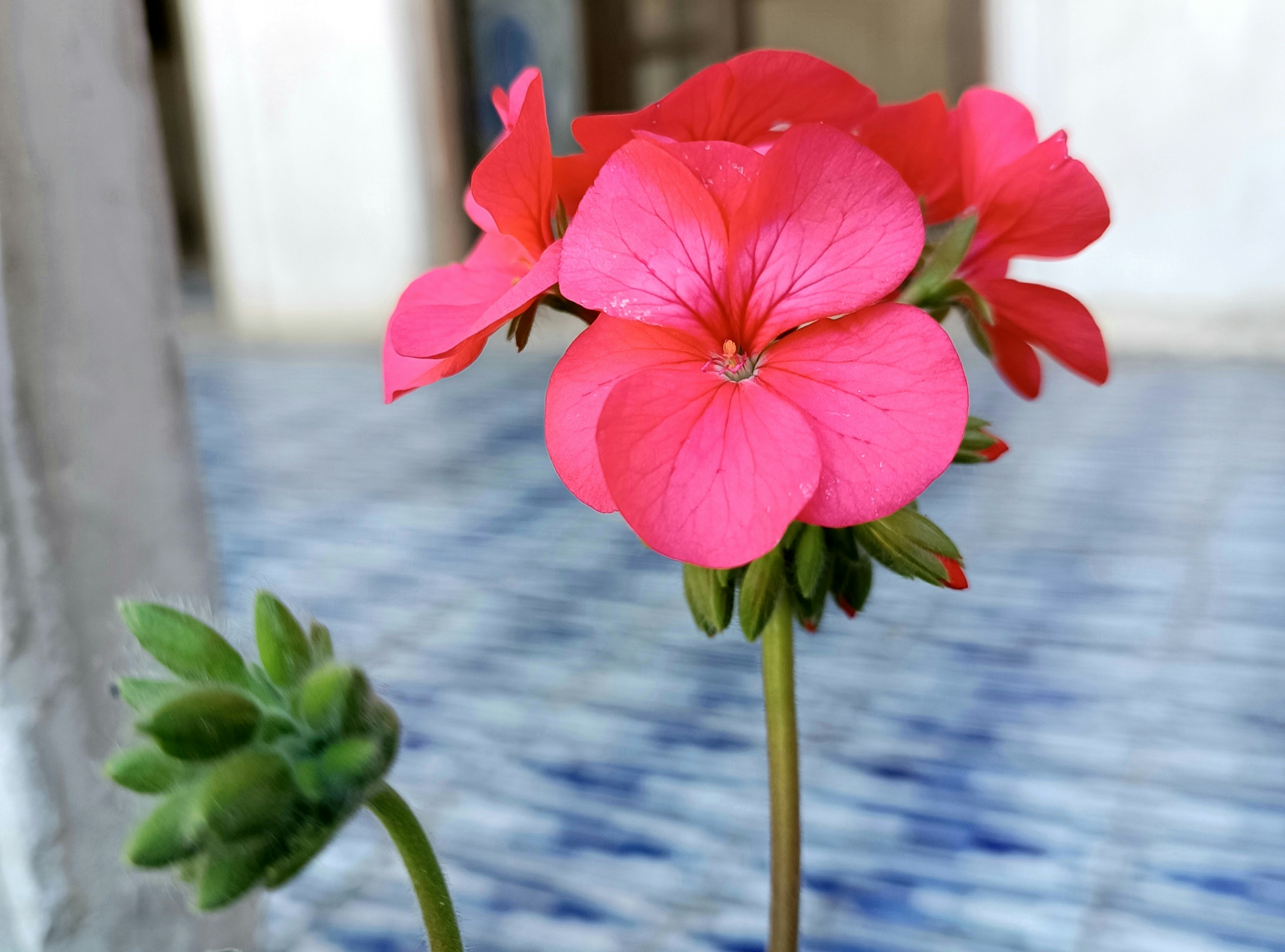 Bright pink flowers with green buds set against a patterned blue-and-white tile background.