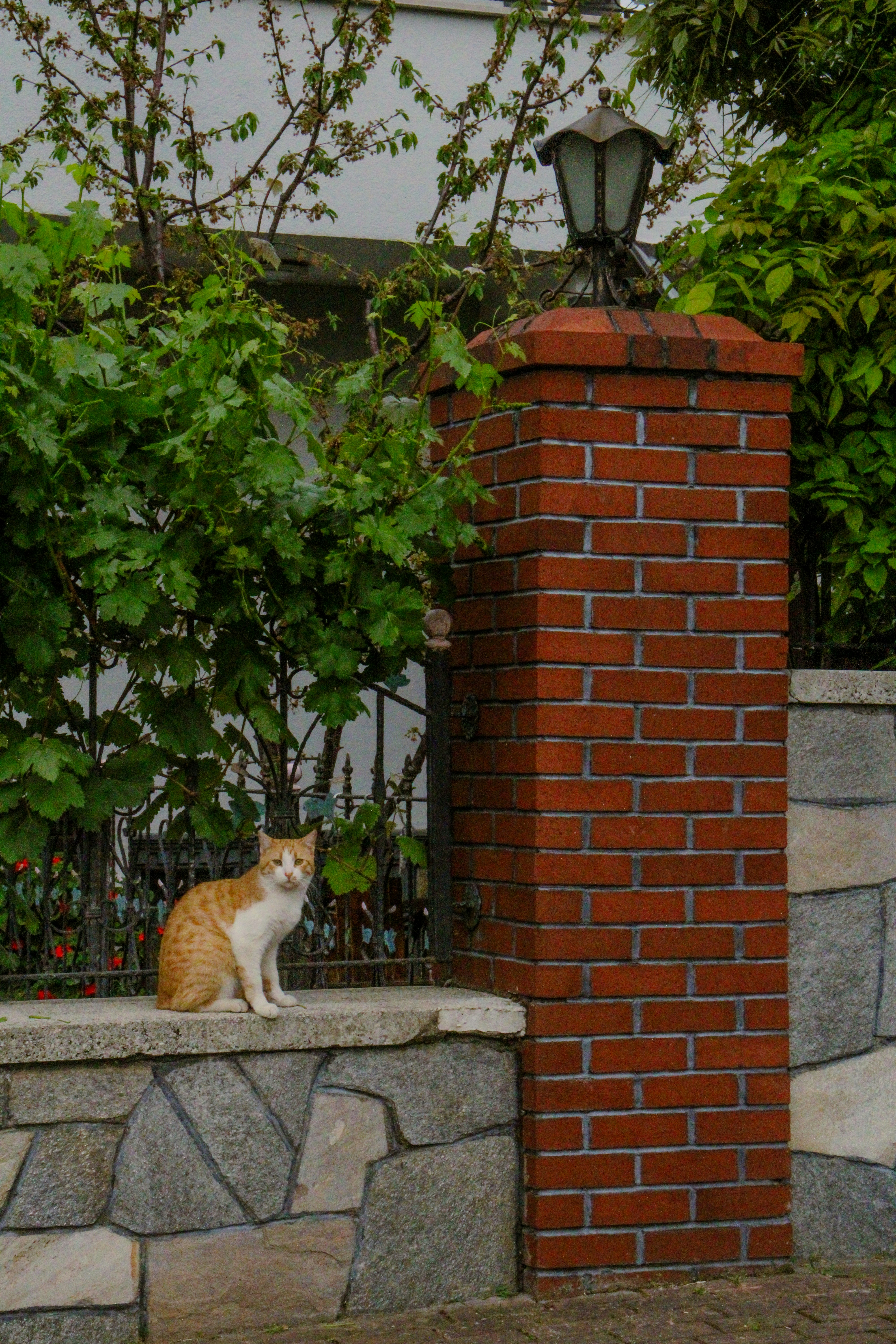 Orange tabby on a stone ledge beside a lantern-topped brick pillar