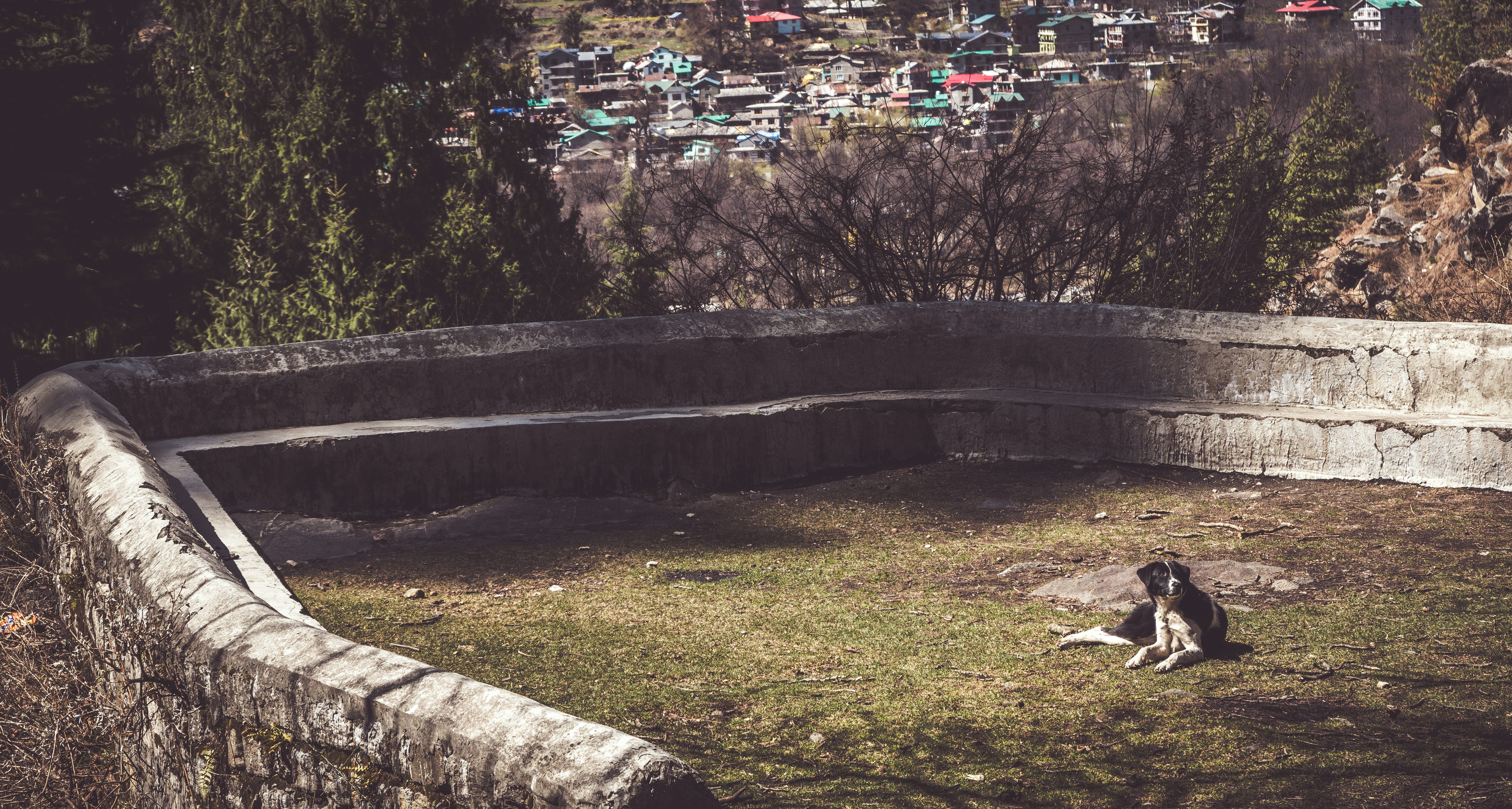 A dog laying on the ground next to a stone wall photo – Free Jogini ...