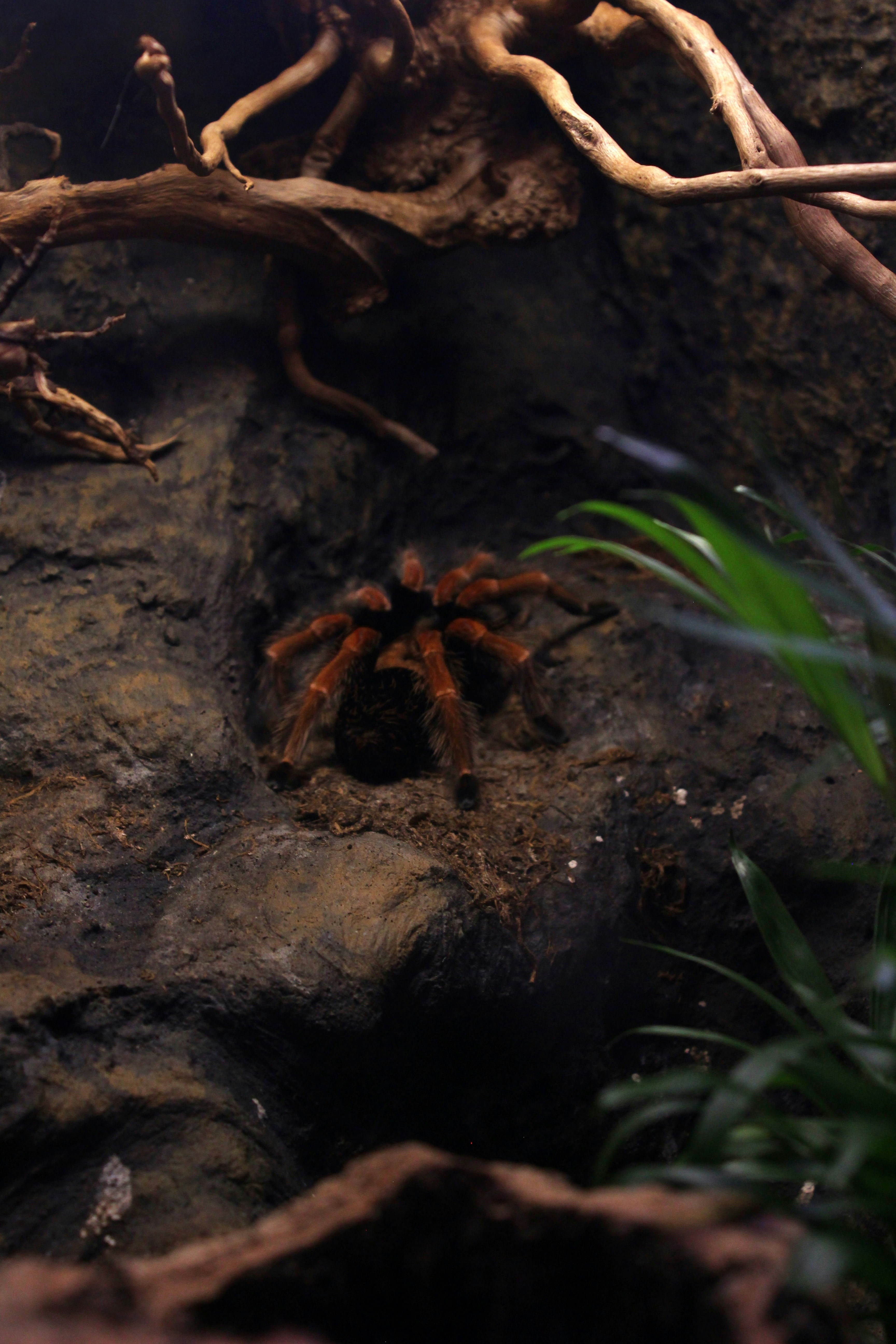Rootbound Hideaway: A Tarantula Nestled in Dusky Soil