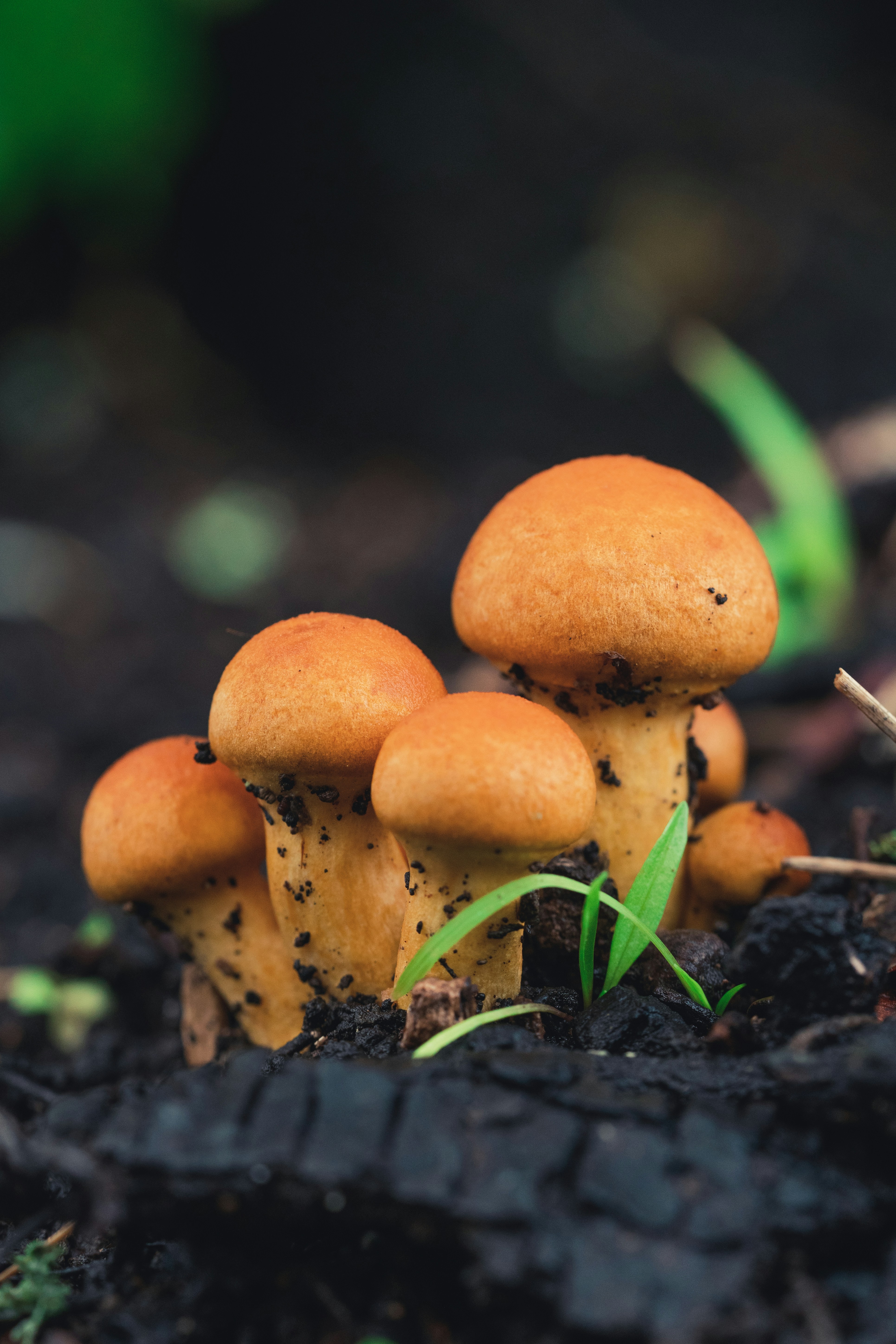Cluster of orange-capped mushrooms rising from dark soil