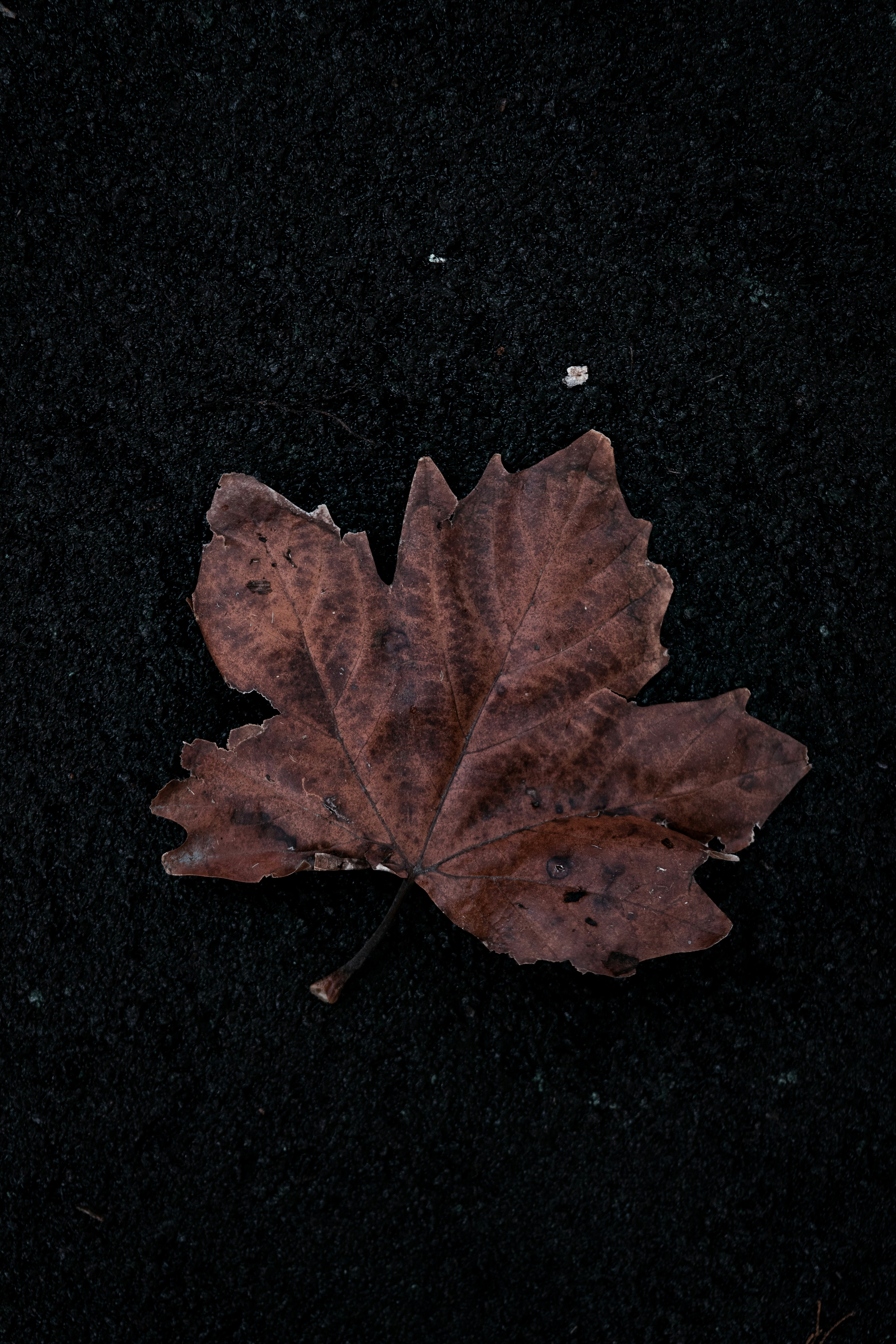 Autumn Leaf on Night Asphalt