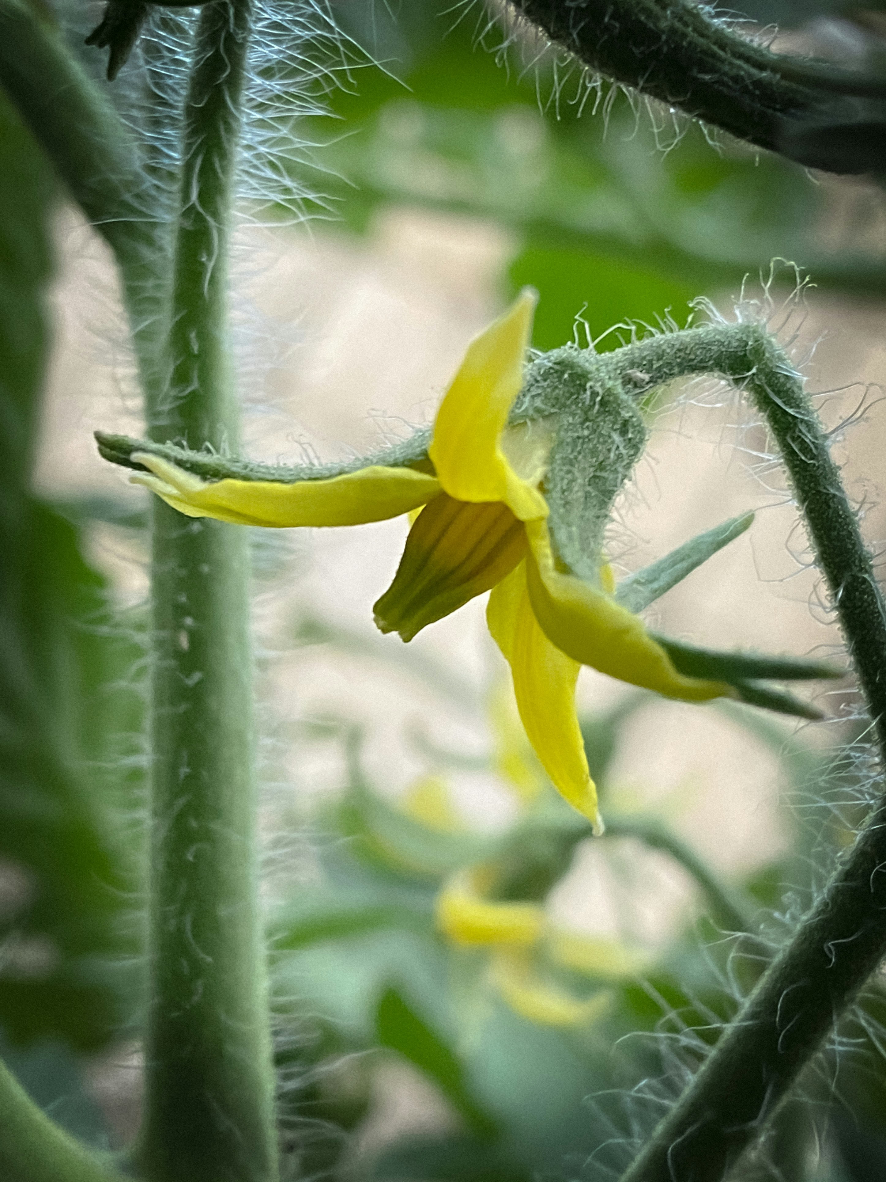 Velvet Stems Framing a Tomato Blossom