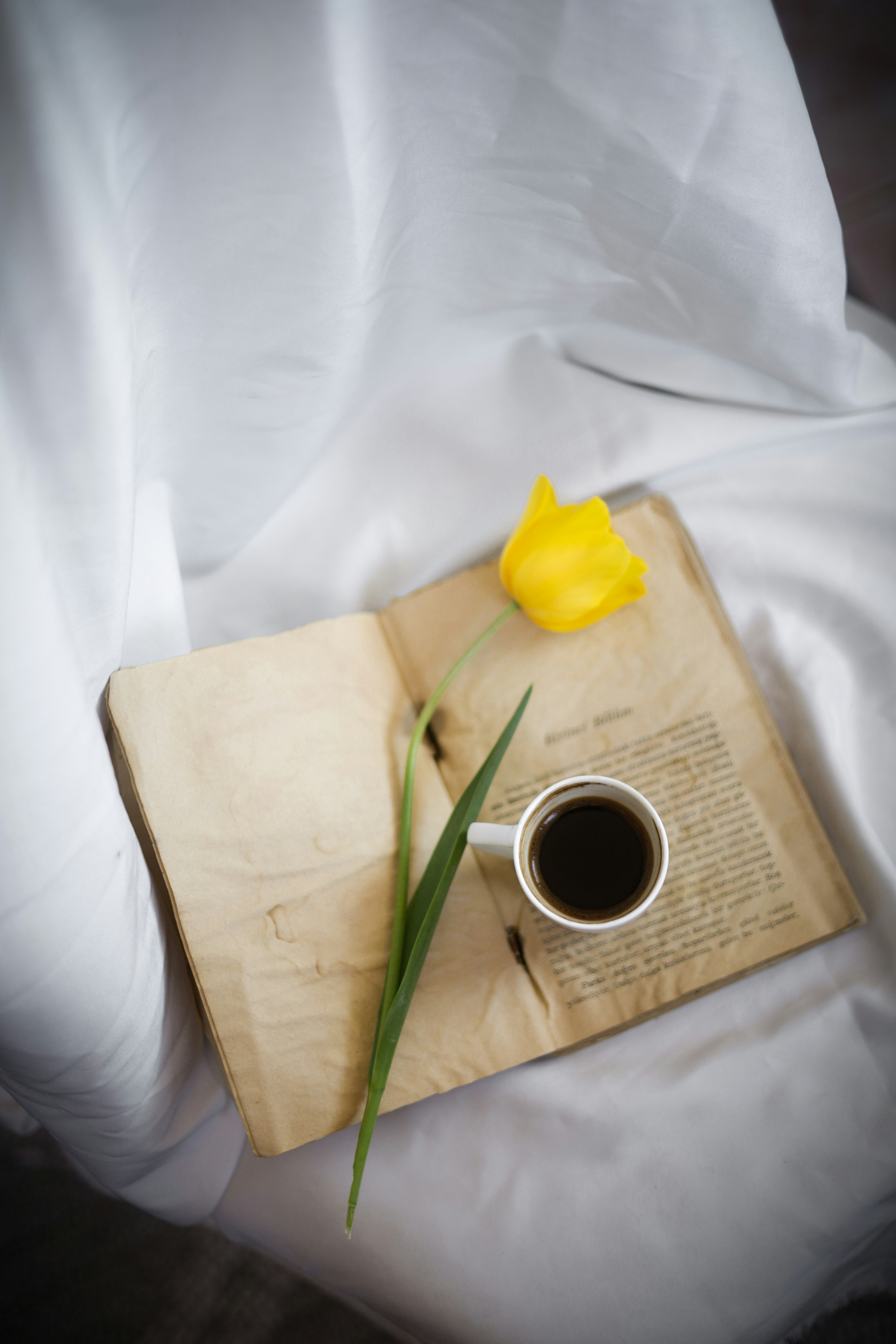 Sunlit Tulip Over an Open Page with a Cup of Coffee