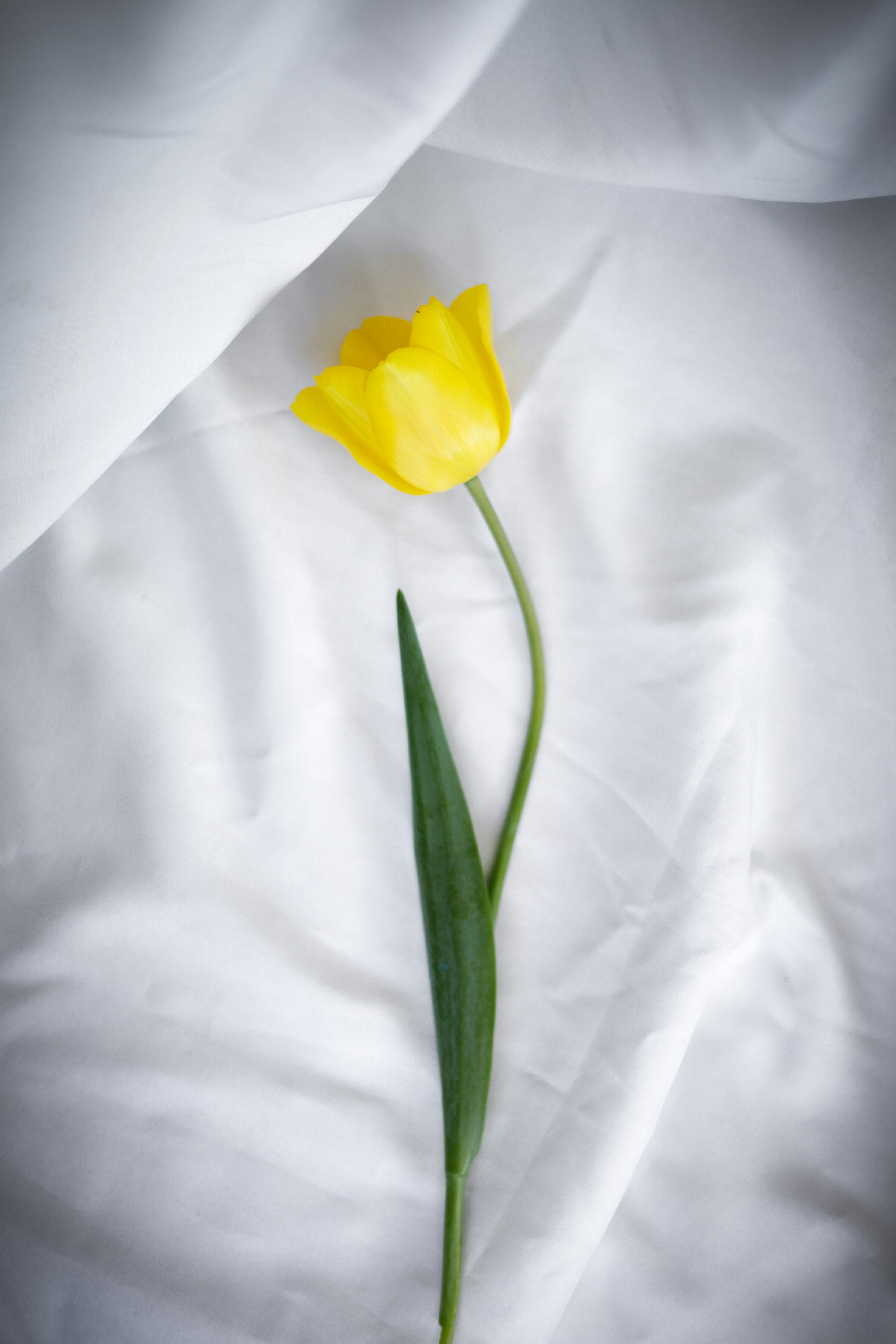 Lone Yellow Tulip on White Linen in Soft Light