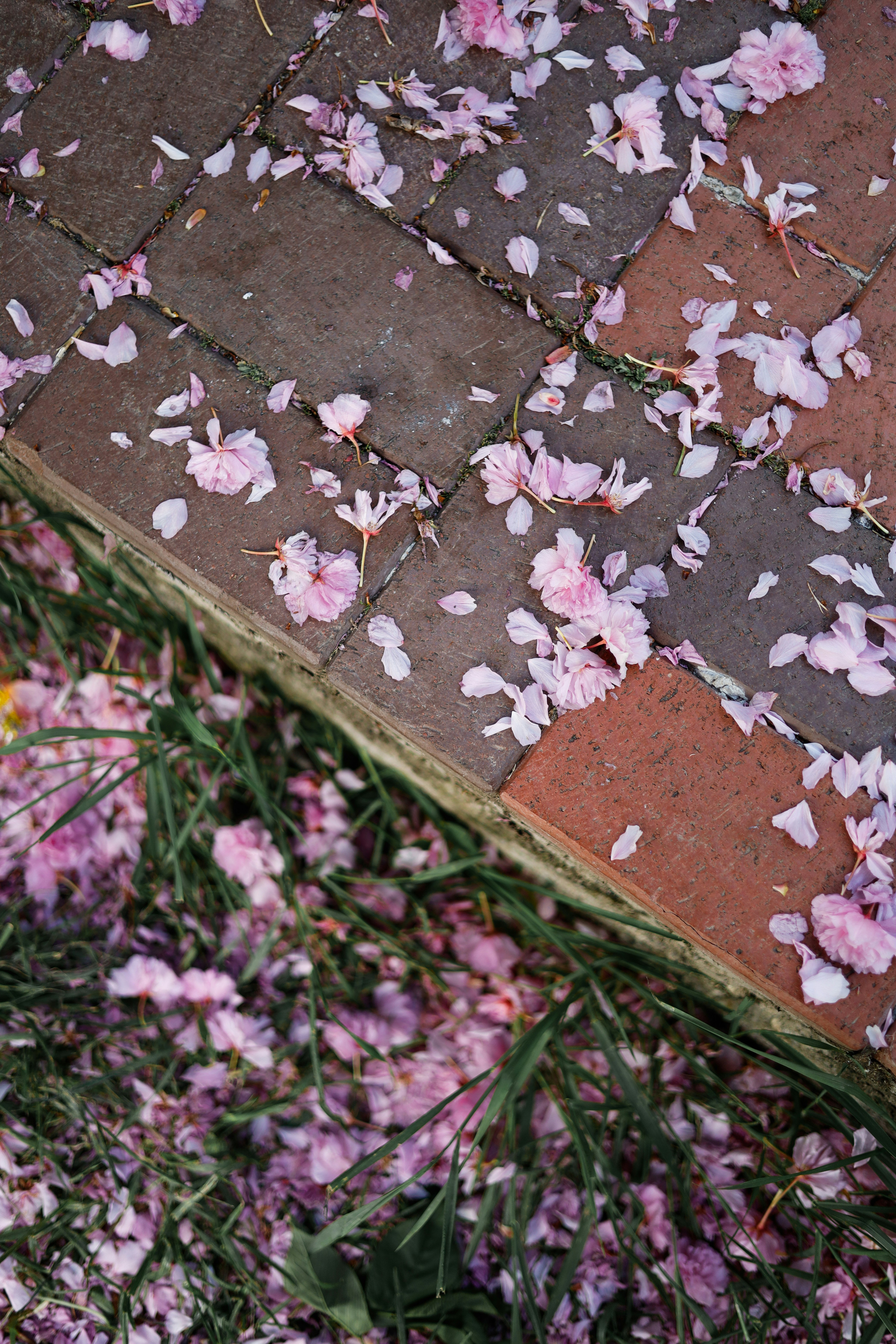 Petals on a brick path: a quiet pink mosaic