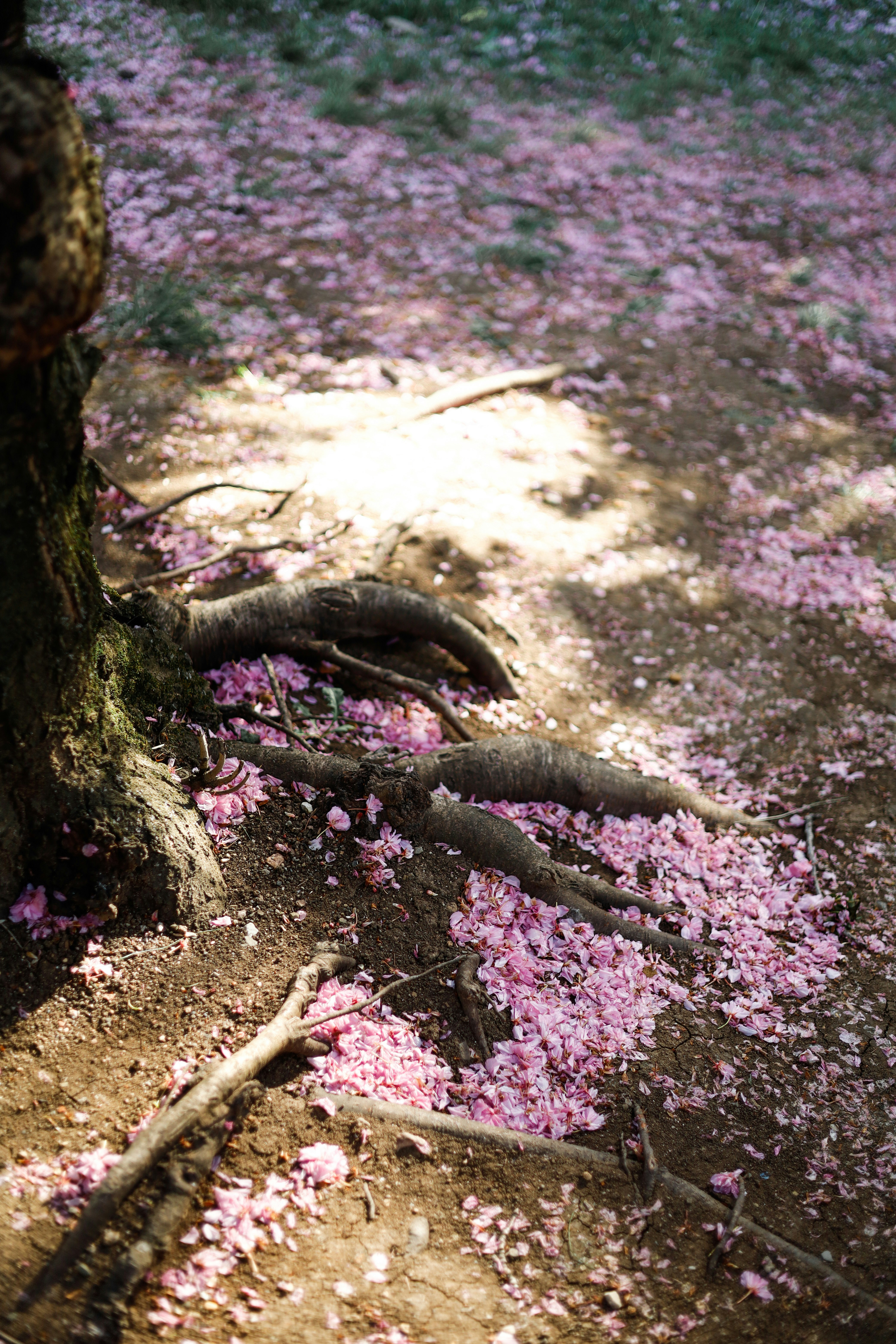 Roots and Petals: A Sunlit Moment on the Forest Floor