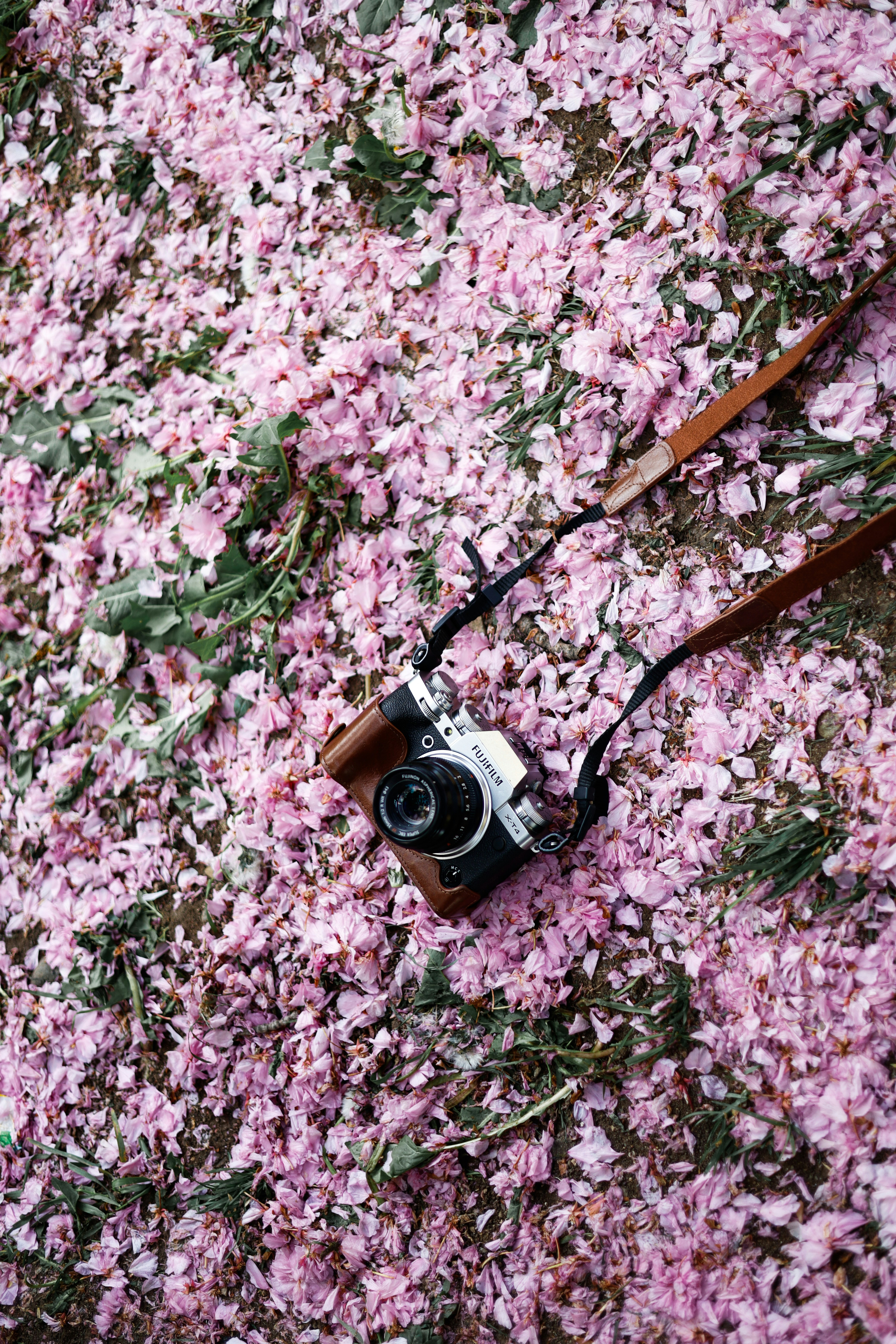 Vintage camera resting on a blush-petal sea, brown strap trailing
