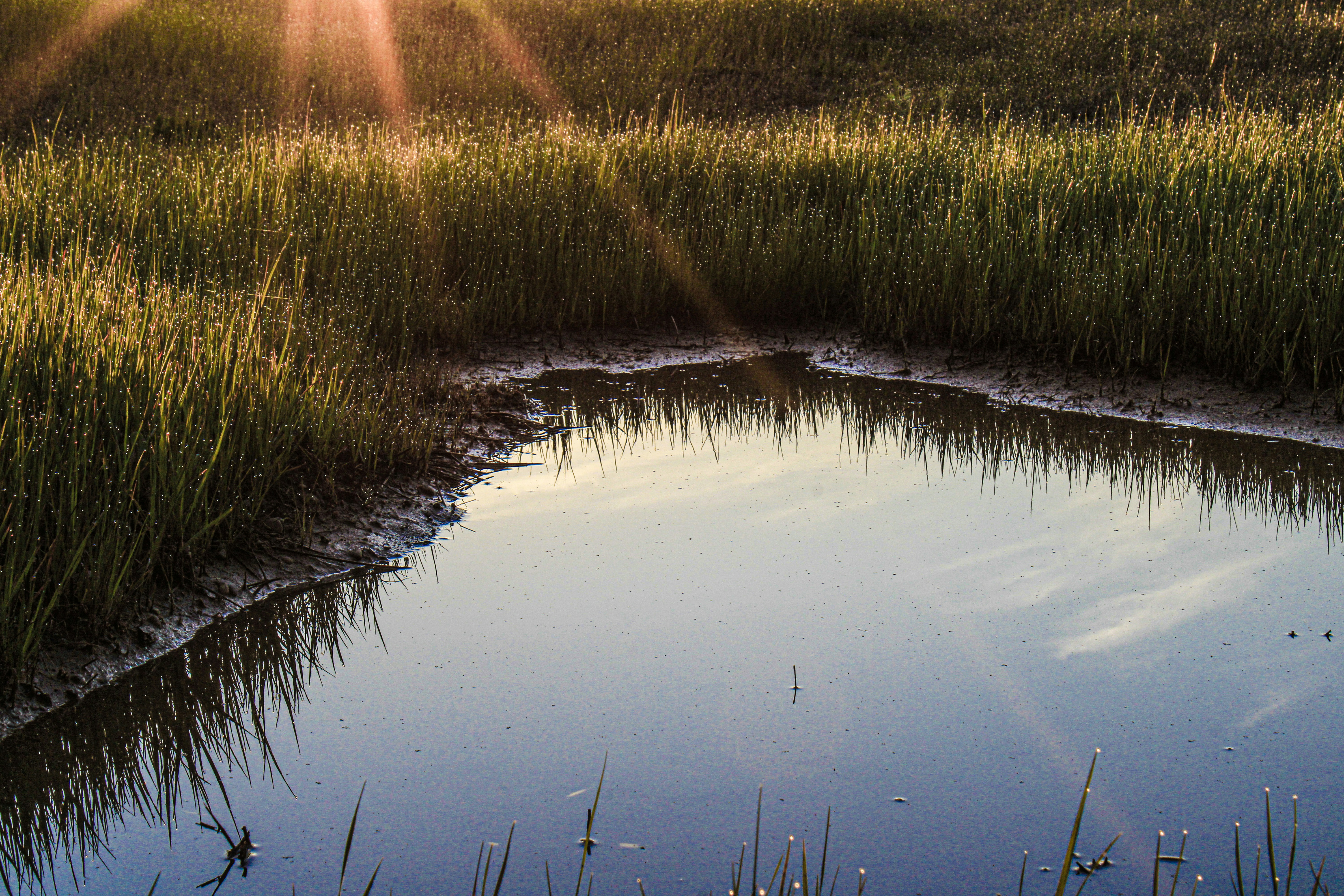 The sun shines brightly over the water in the marsh photo – Free Yelm ...